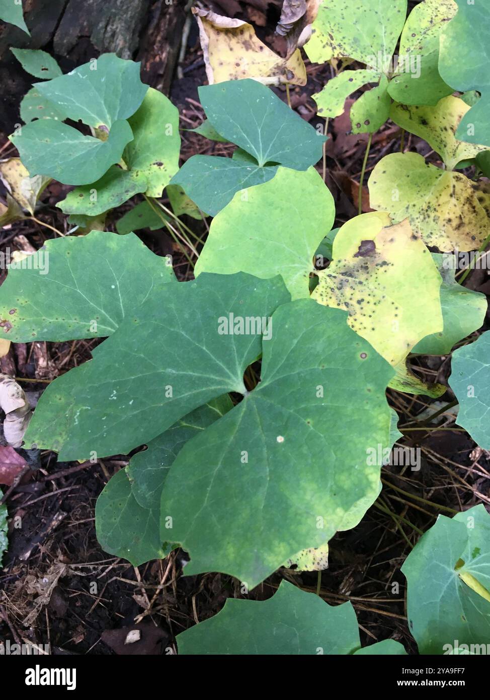 twinleaf (Jeffersonia diphylla) Plantae Stock Photo - Alamy