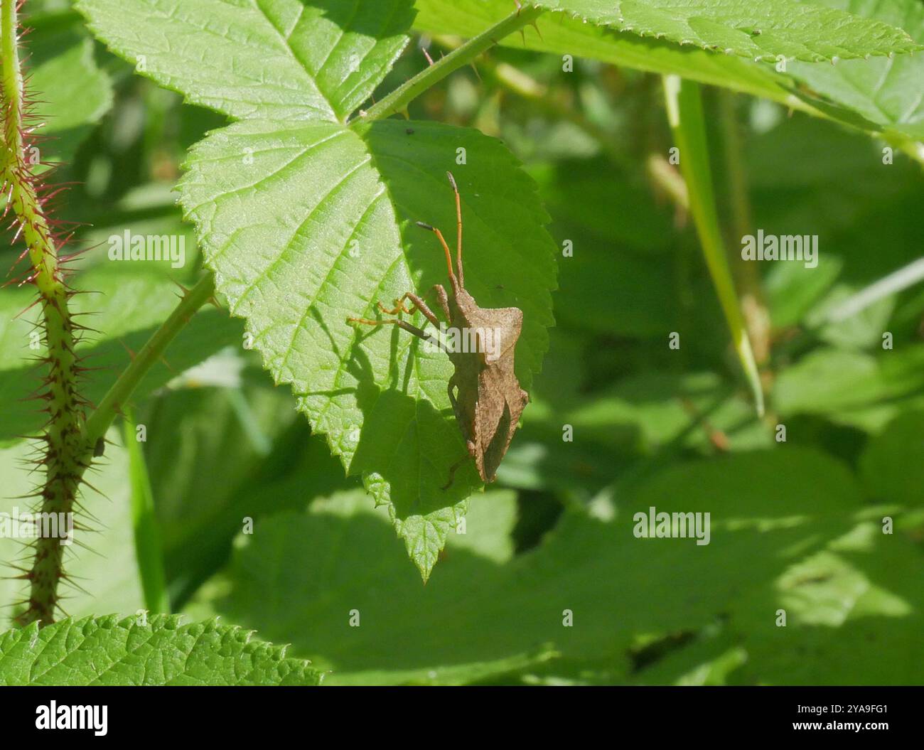 Dock Bug (Coreus marginatus) Insecta Stock Photo - Alamy