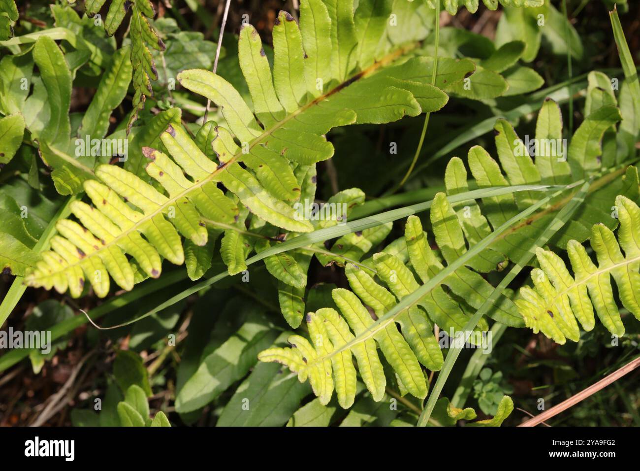 common polypody (Polypodium vulgare) Plantae Stock Photo - Alamy