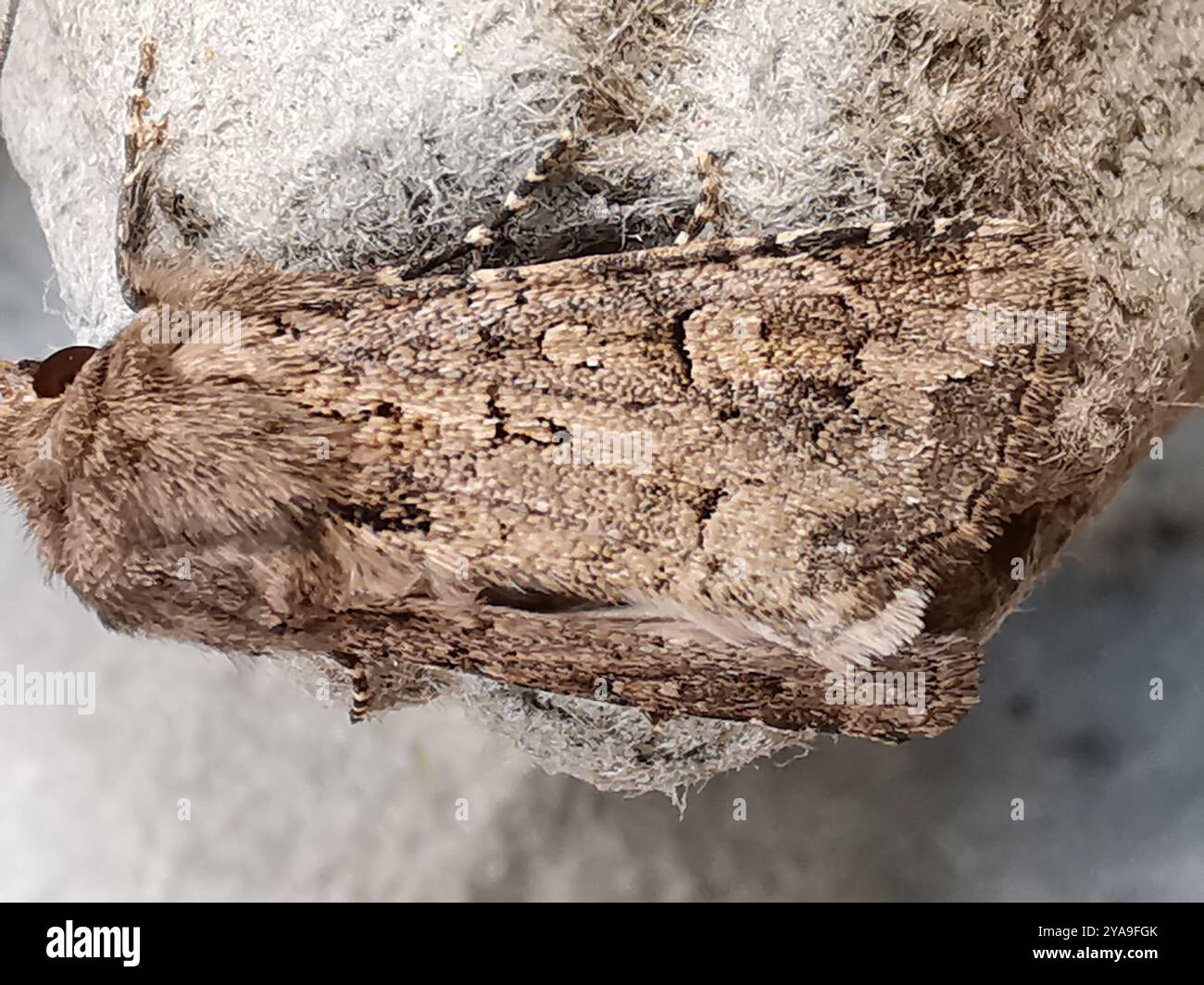 Flounced Rustic (Luperina testacea) Insecta Stock Photo - Alamy