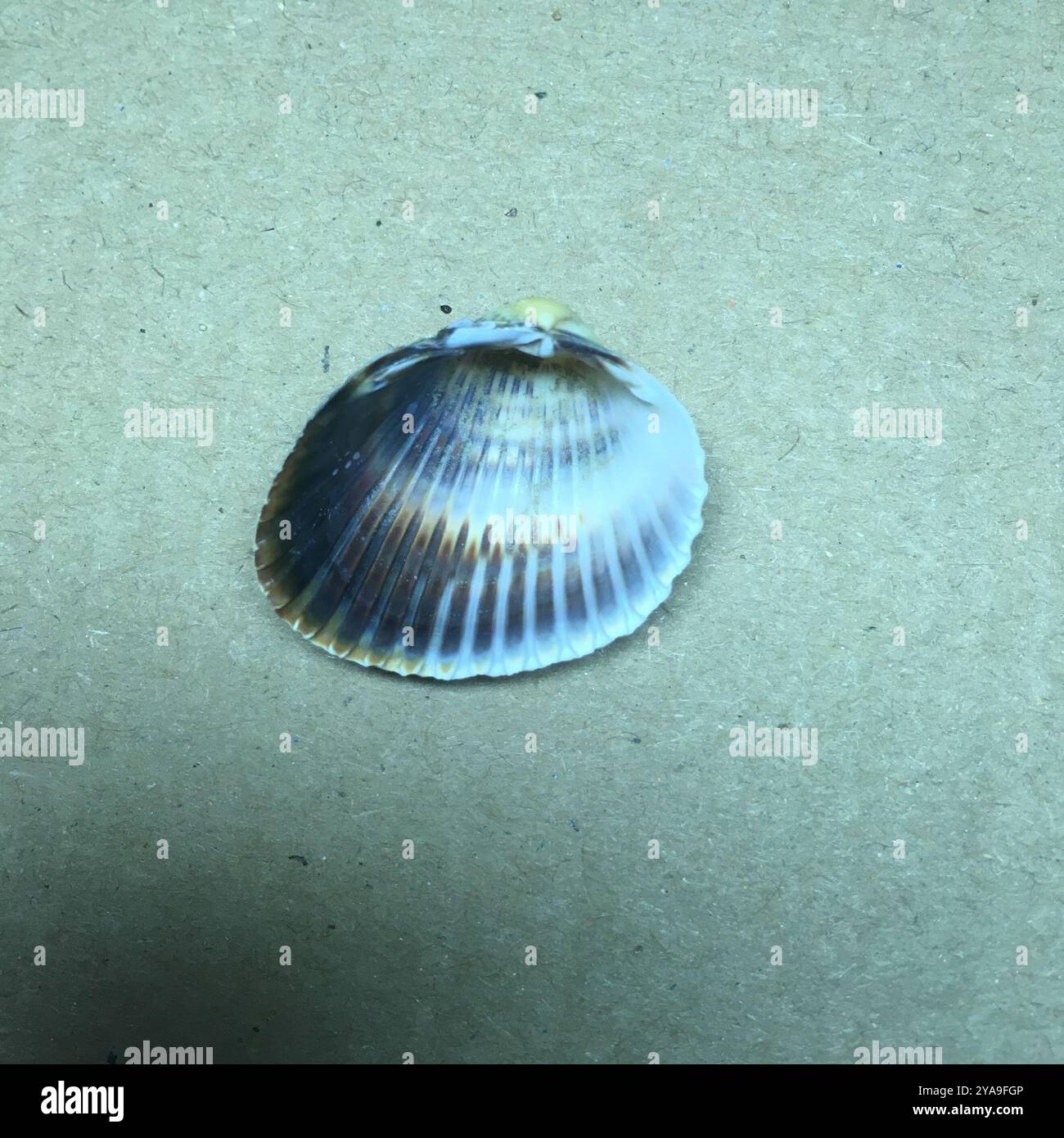 Lagoon Cockle (Cerastoderma glaucum) Mollusca Stock Photo - Alamy