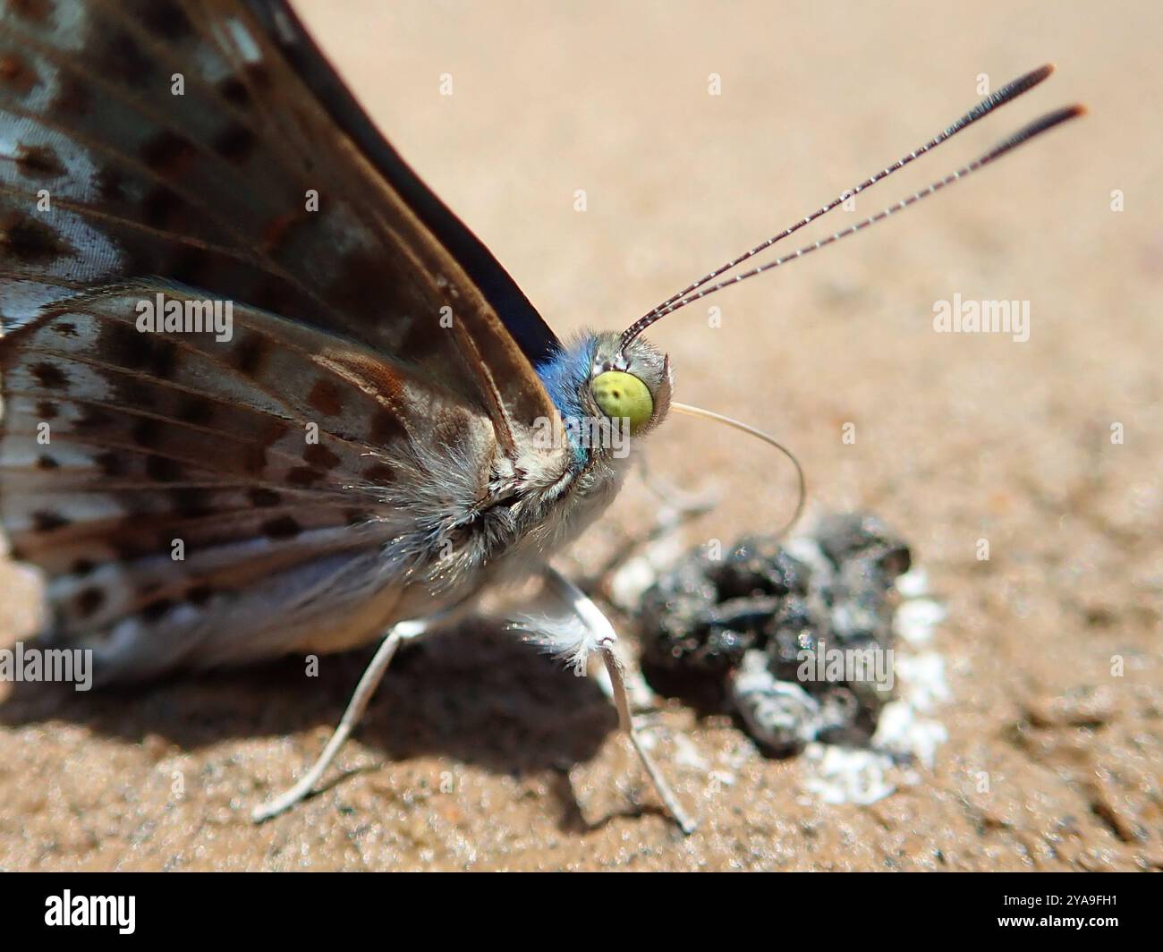 Black patch bluemark hi-res stock photography and images - Alamy