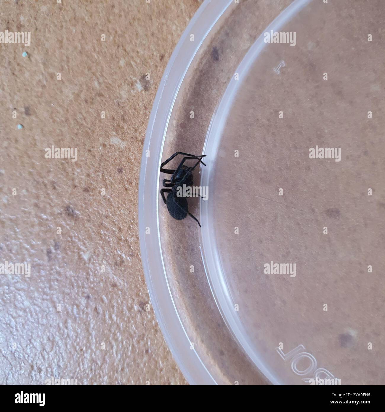 Badumna longinqua hi-res stock photography and images - Alamy