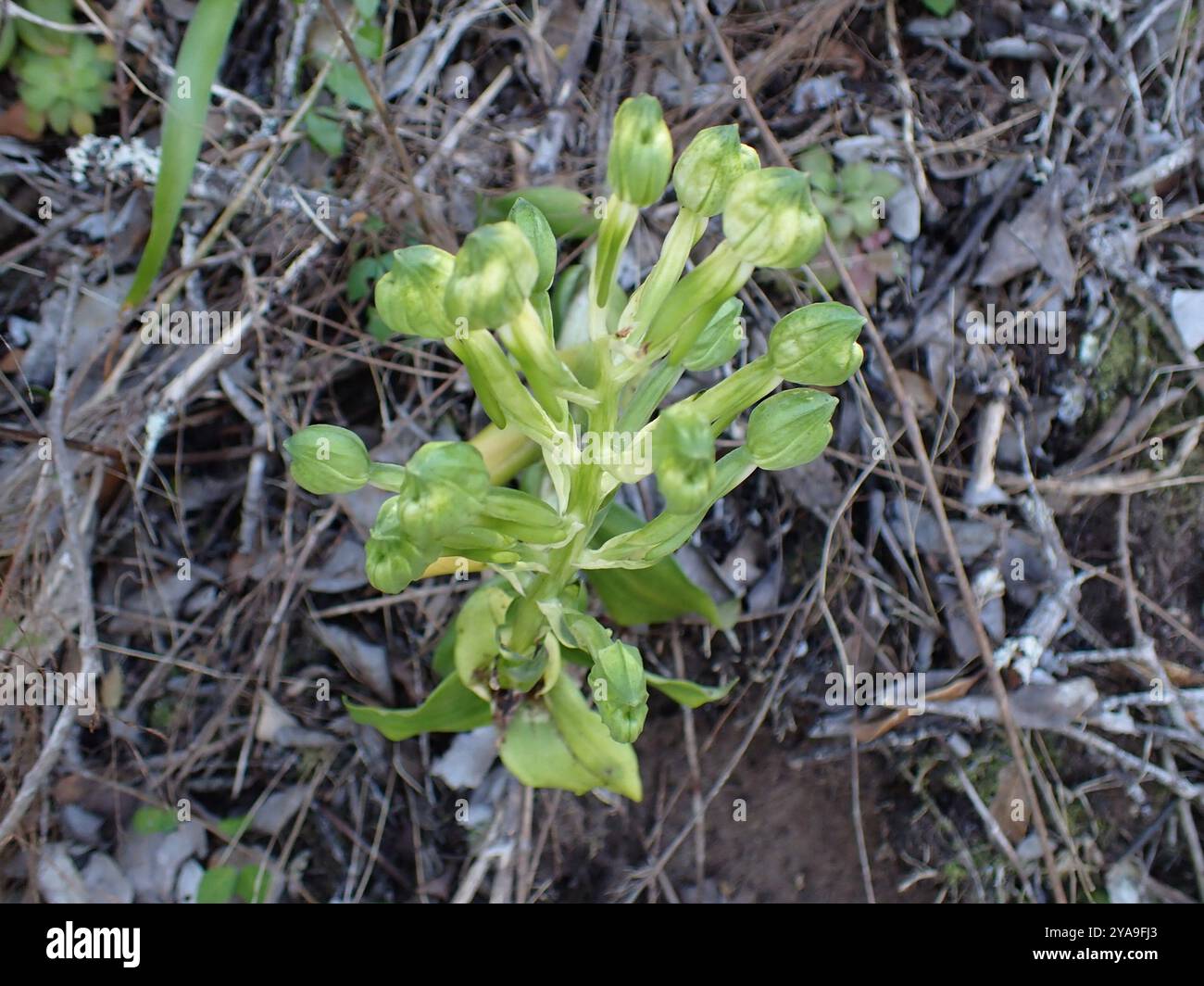 Green Woodorchid (Bonatea speciosa) Plantae Stock Photo - Alamy