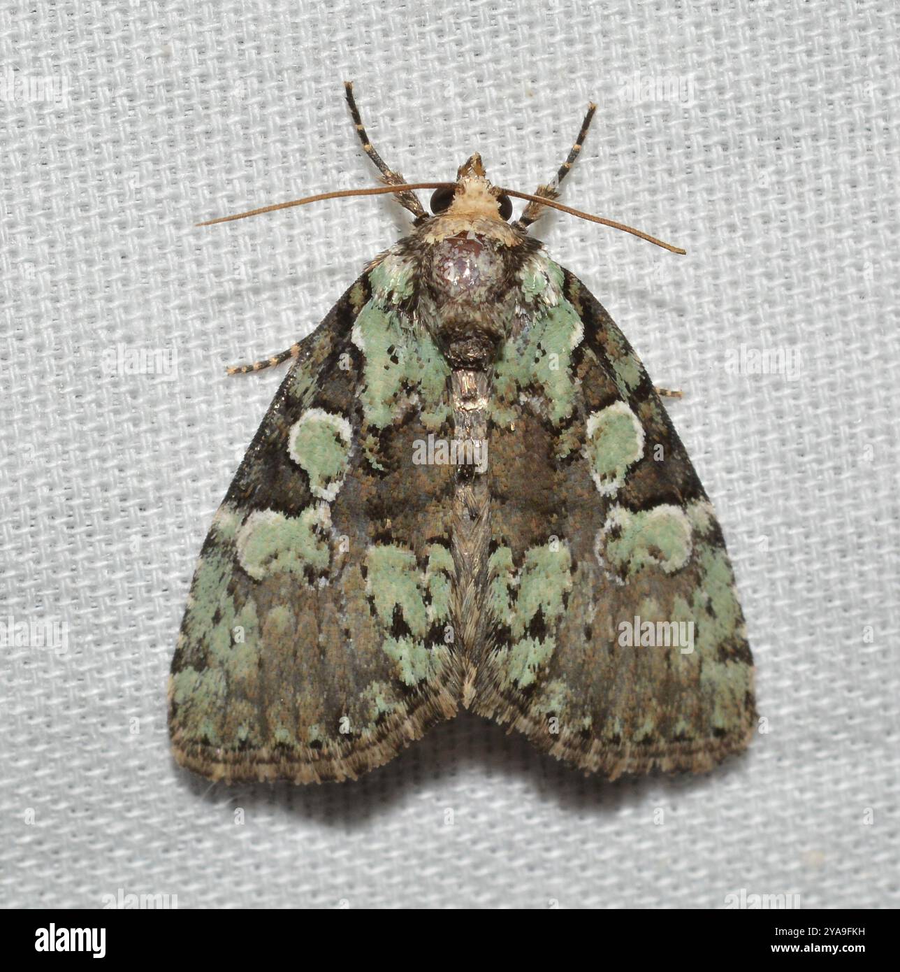 Marbled-green Leuconycta Moth (Leuconycta lepidula) Insecta Stock Photo ...