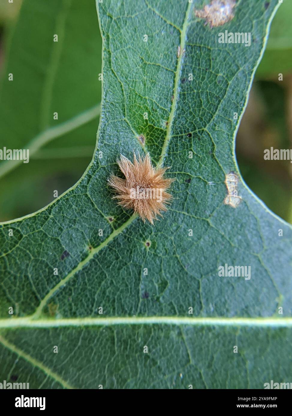 Furry Oak Leaf Gall Wasp (Callirhytis furva) Insecta Stock Photo - Alamy