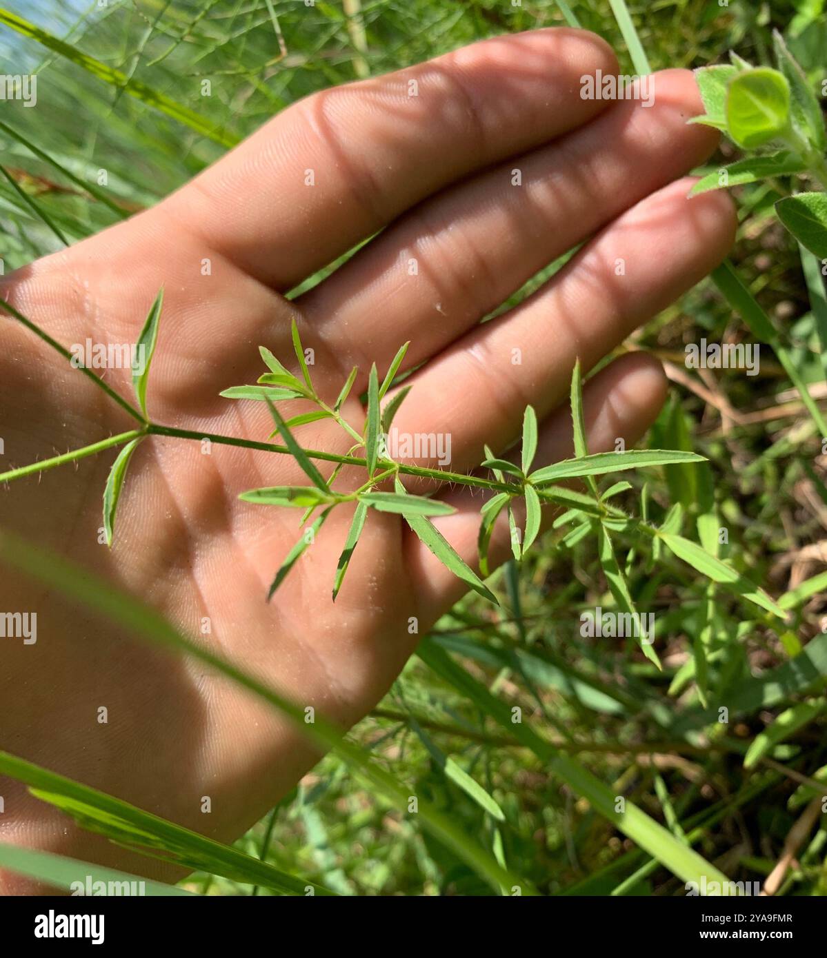 Maryland meadowbeauty (Rhexia mariana mariana) Plantae Stock Photo - Alamy