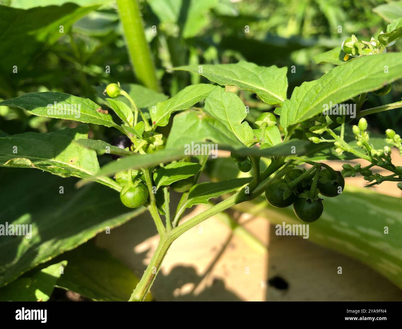 eastern black nightshade (Solanum emulans) Plantae Stock Photo - Alamy