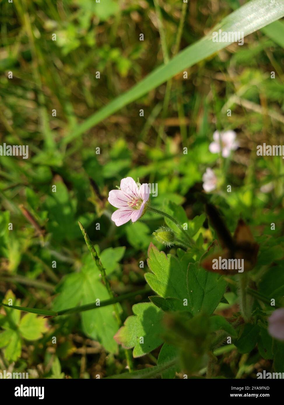 Siberian Crane's-bill (Geranium sibiricum) Plantae Stock Photo - Alamy
