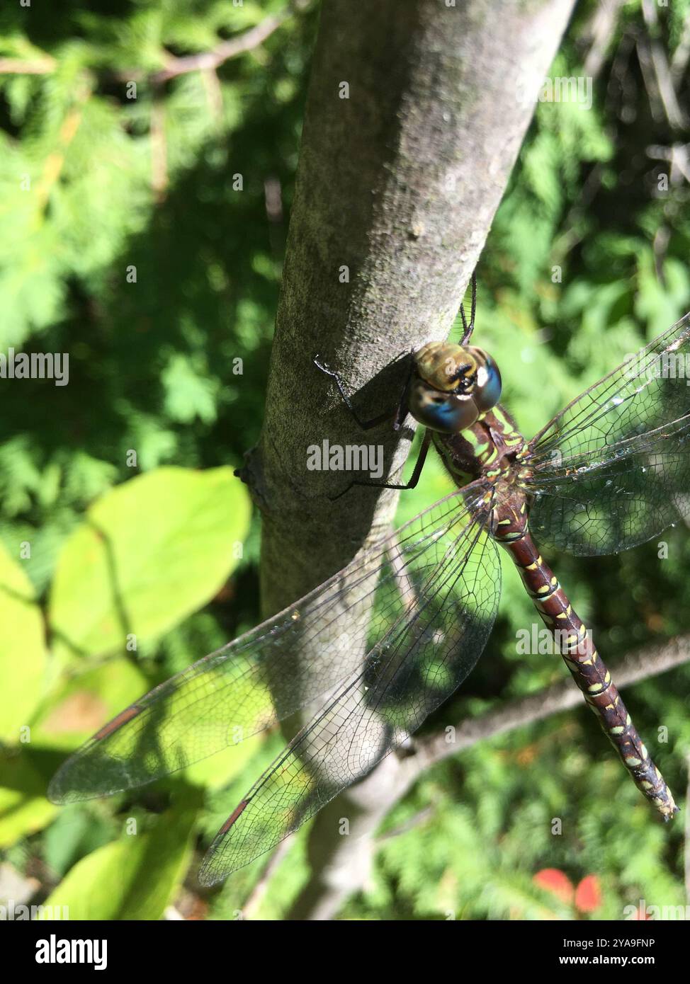 Hawkers and Typical Darners (Aeshna) Insecta Stock Photo - Alamy