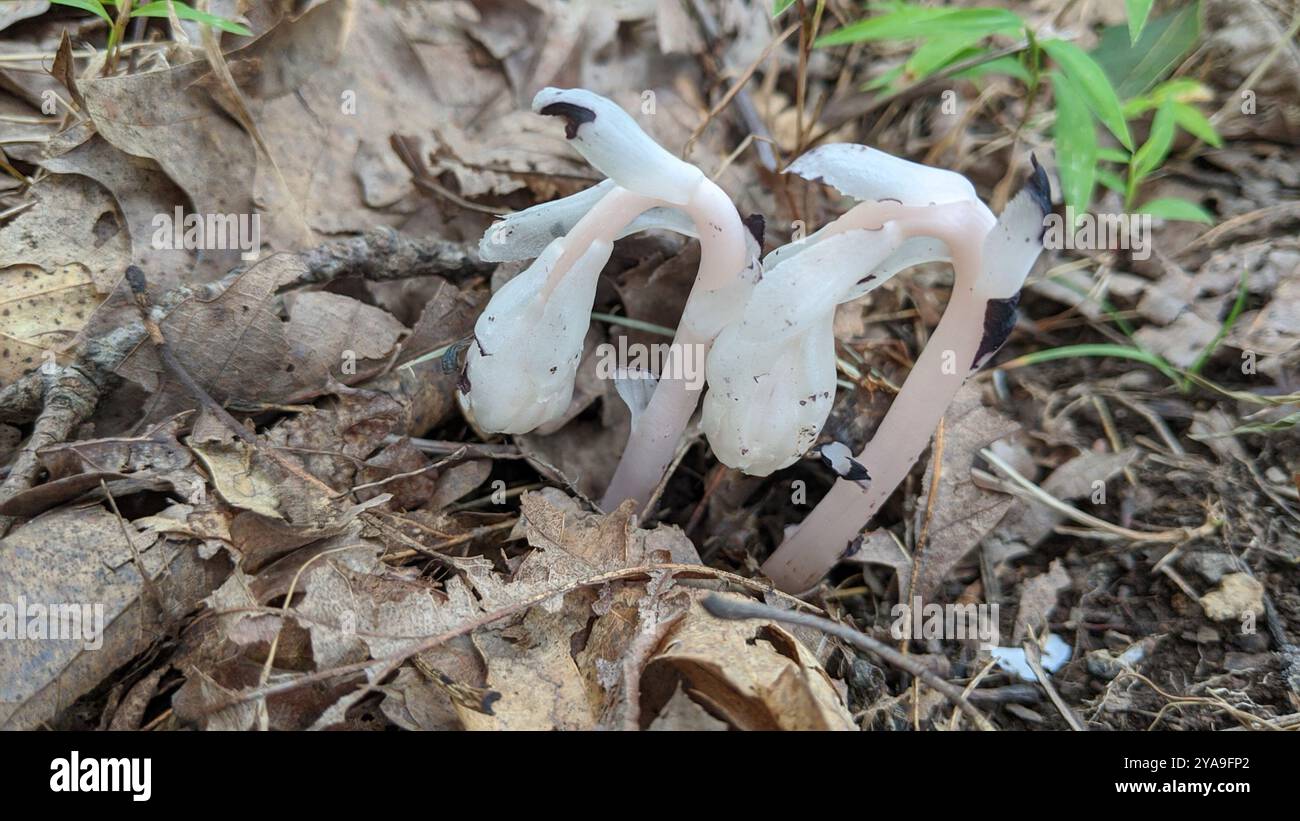 Ghost Pipe (Monotropa uniflora) Plantae Stock Photo - Alamy