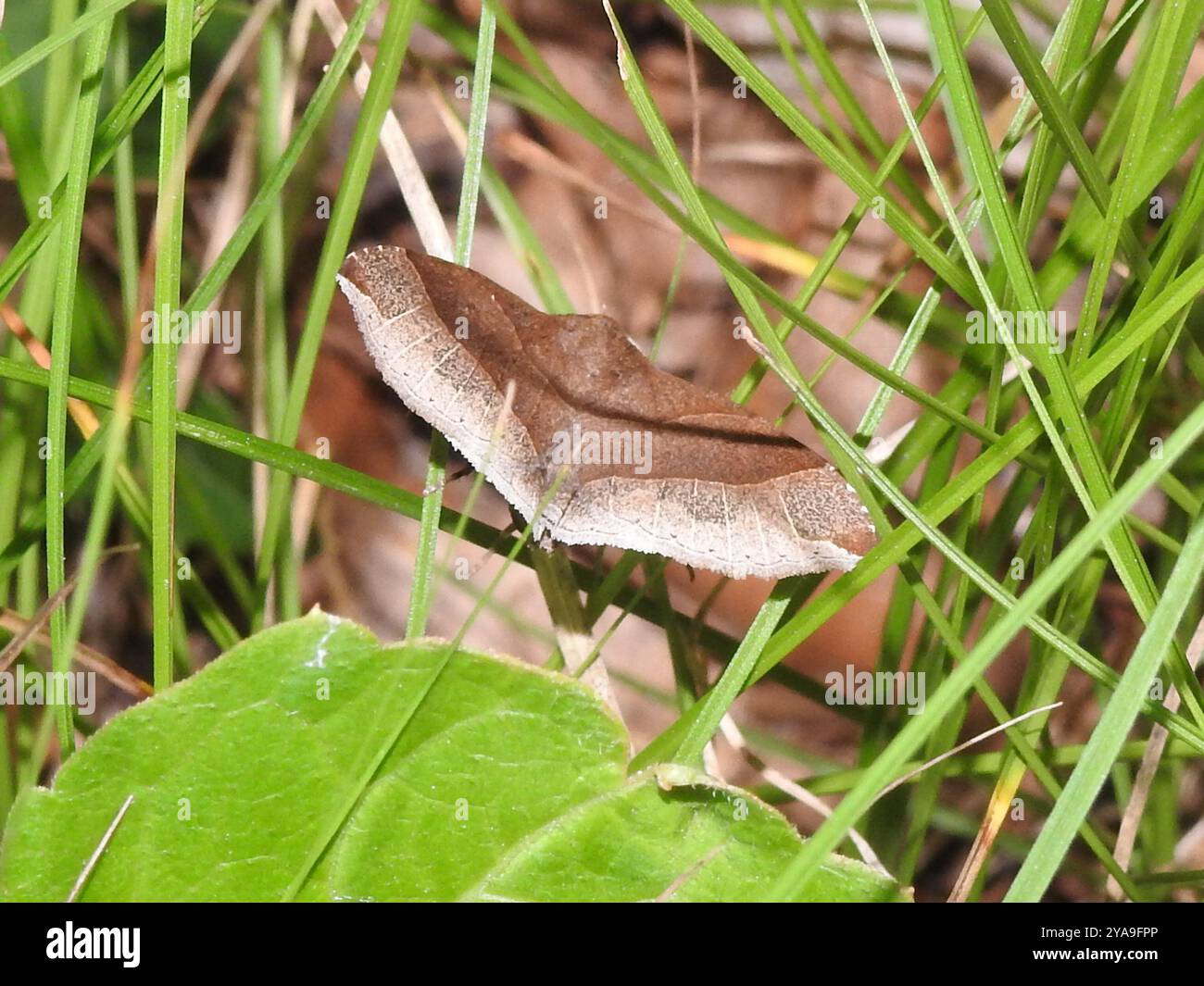 Maple Looper Moth (Parallelia bistriaris) Insecta Stock Photo - Alamy