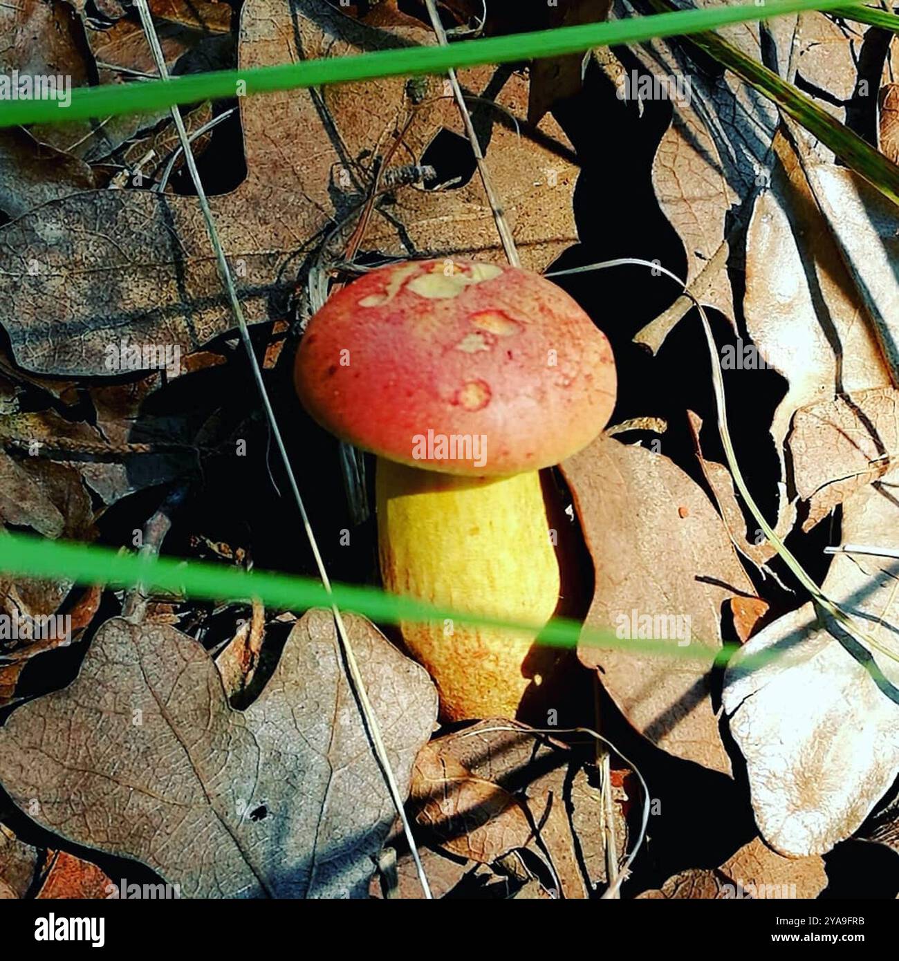 Ruby Bolete (Hortiboletus rubellus) Fungi Stock Photo - Alamy
