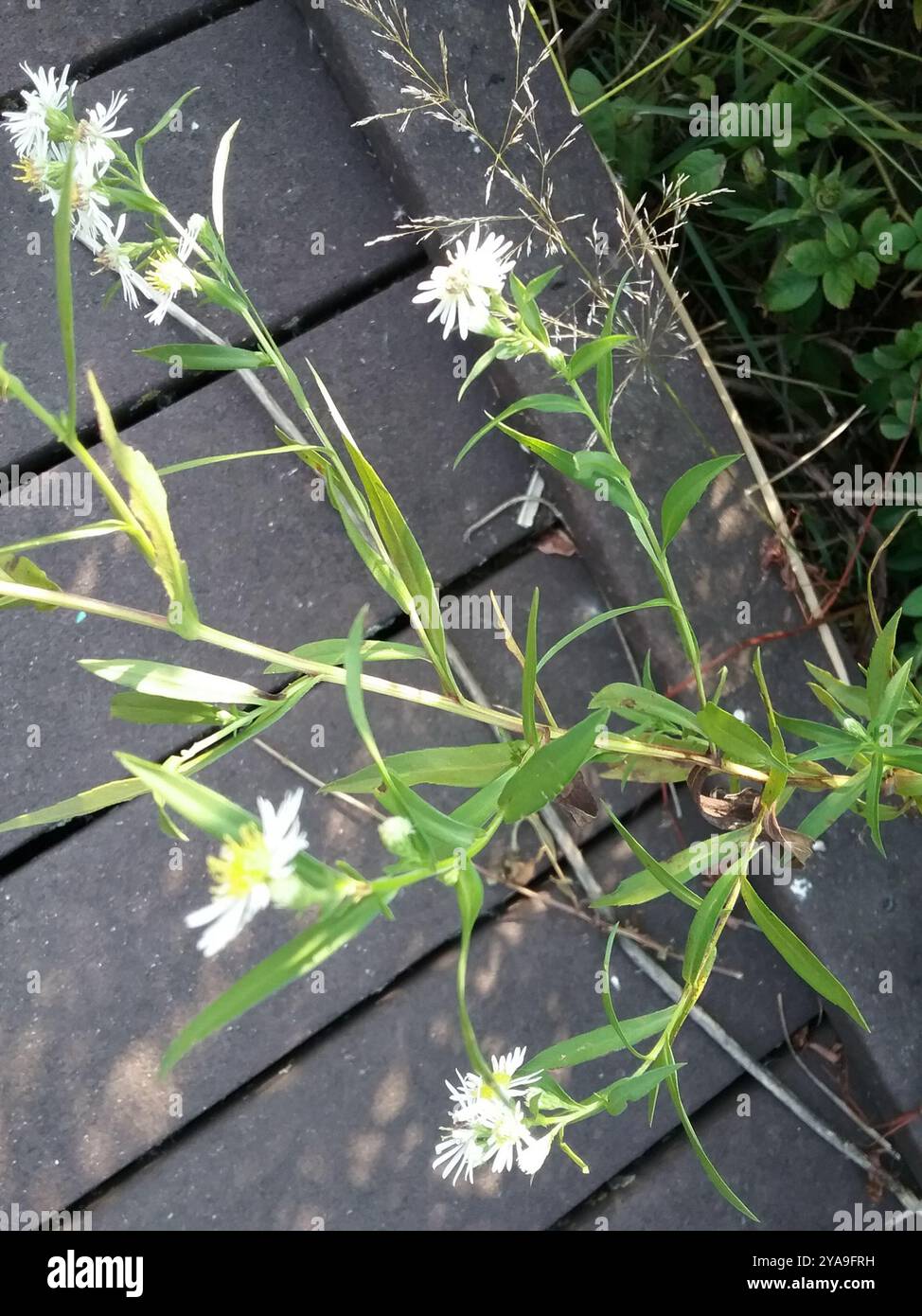 panicled aster (Symphyotrichum lanceolatum) Plantae Stock Photo - Alamy