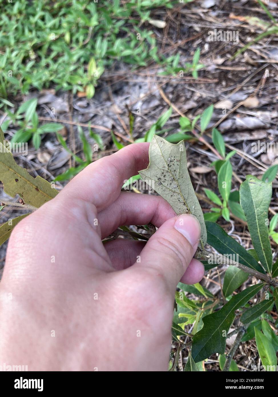 dwarf live oak (Quercus minima) Plantae Stock Photo - Alamy