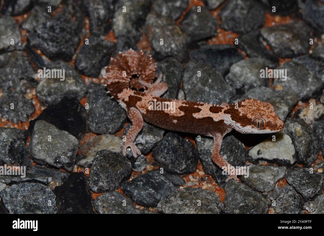 Rough thick toed gecko hi-res stock photography and images - Alamy