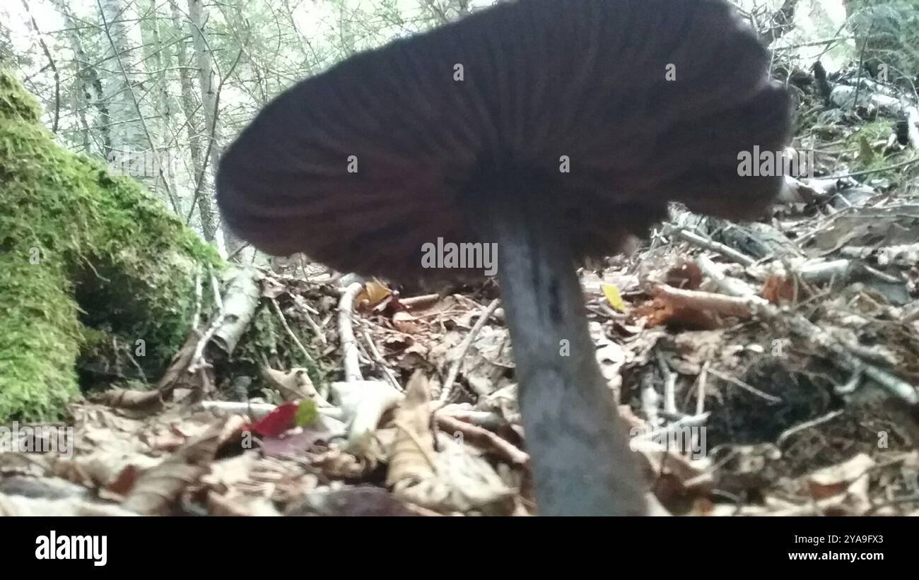 violet webcap (Cortinarius violaceus) Fungi Stock Photo - Alamy