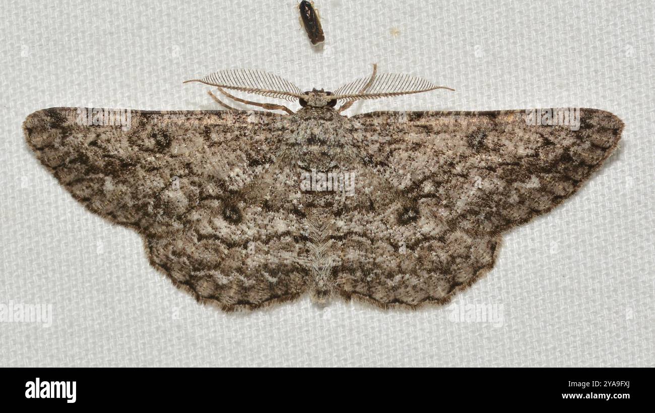 Umber Moth (Hypomecis umbrosaria) Insecta Stock Photo - Alamy