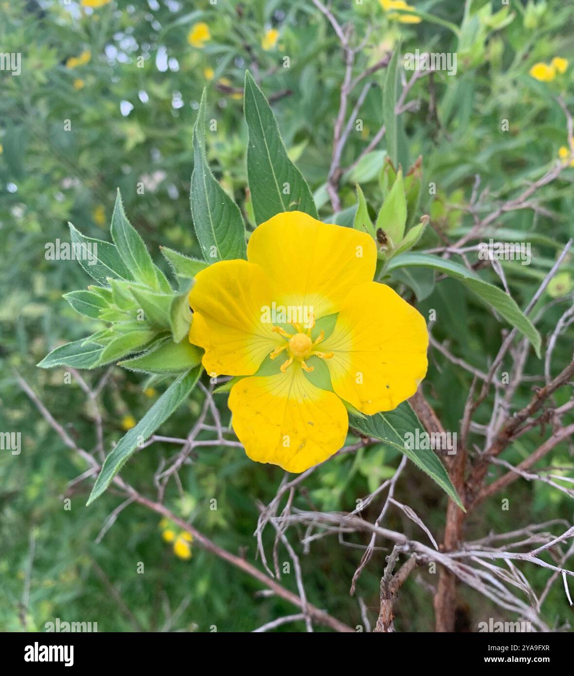 Peruvian primrose-willow (Ludwigia peruviana) Plantae Stock Photo - Alamy