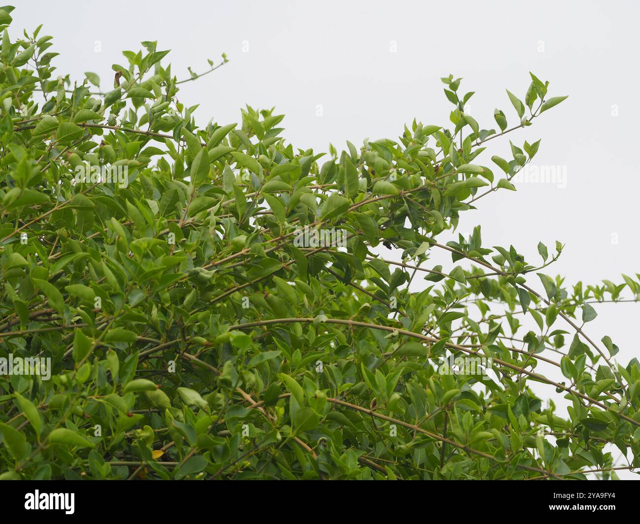 scrambling clerodendrum (Volkameria inermis) Plantae Stock Photo - Alamy