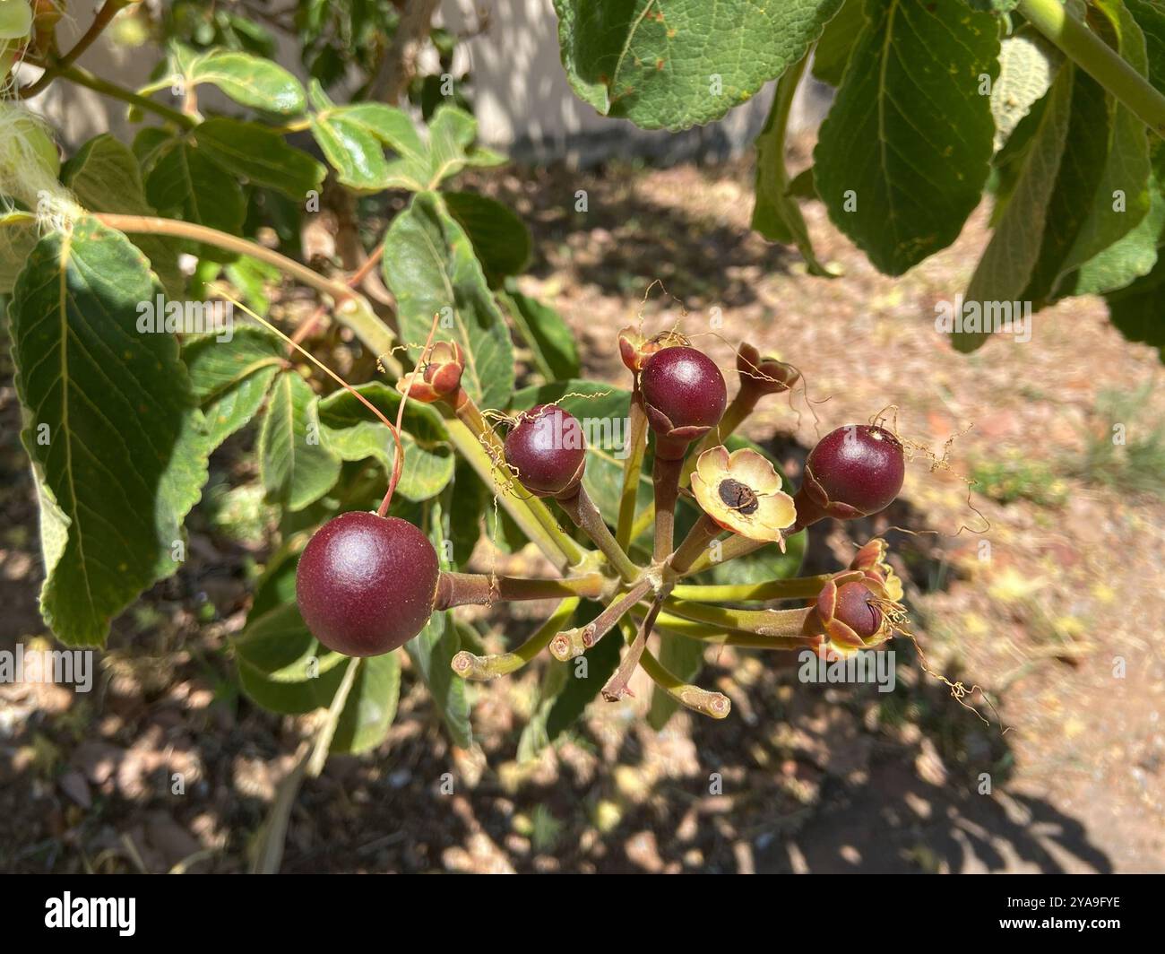 Pekea Nut (Caryocar brasiliense) Plantae Stock Photo - Alamy