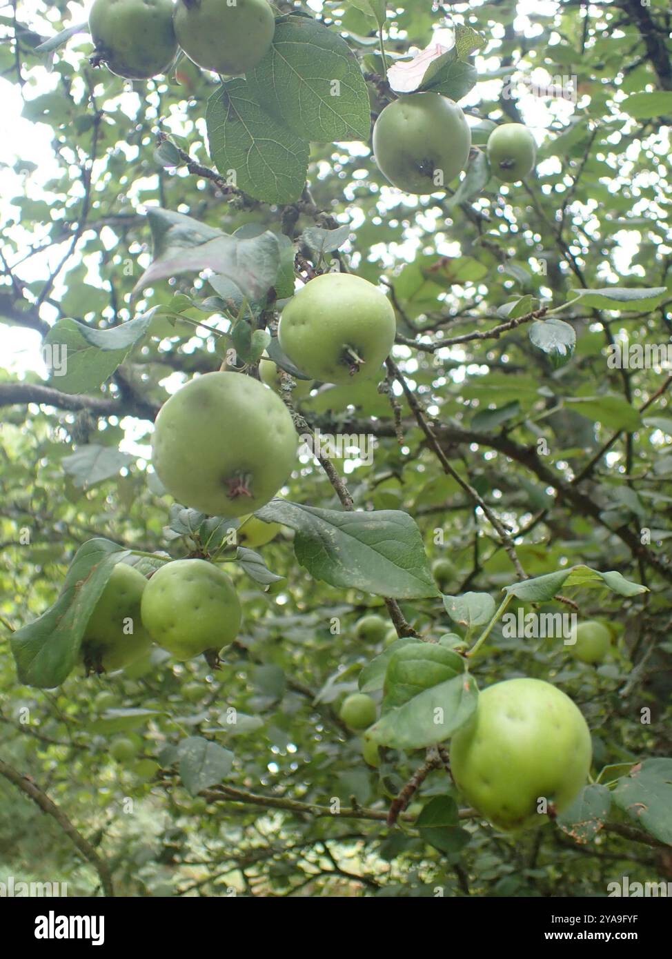 European Wild Apple (Malus sylvestris) Plantae Stock Photo - Alamy