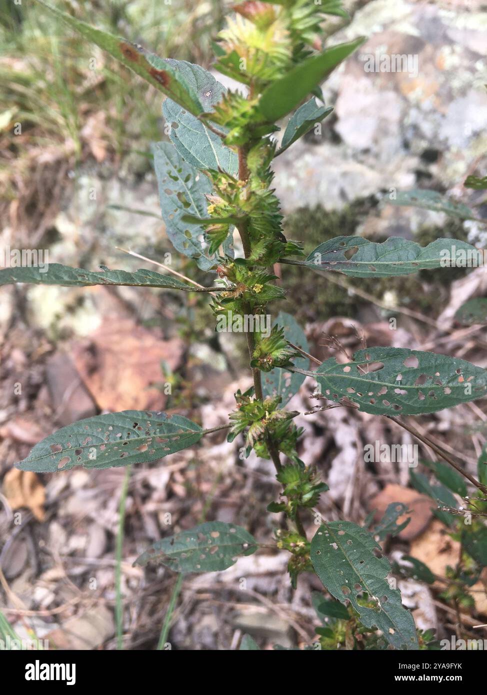 Slender Three-seeded Mercury (Acalypha gracilens) Plantae Stock Photo ...