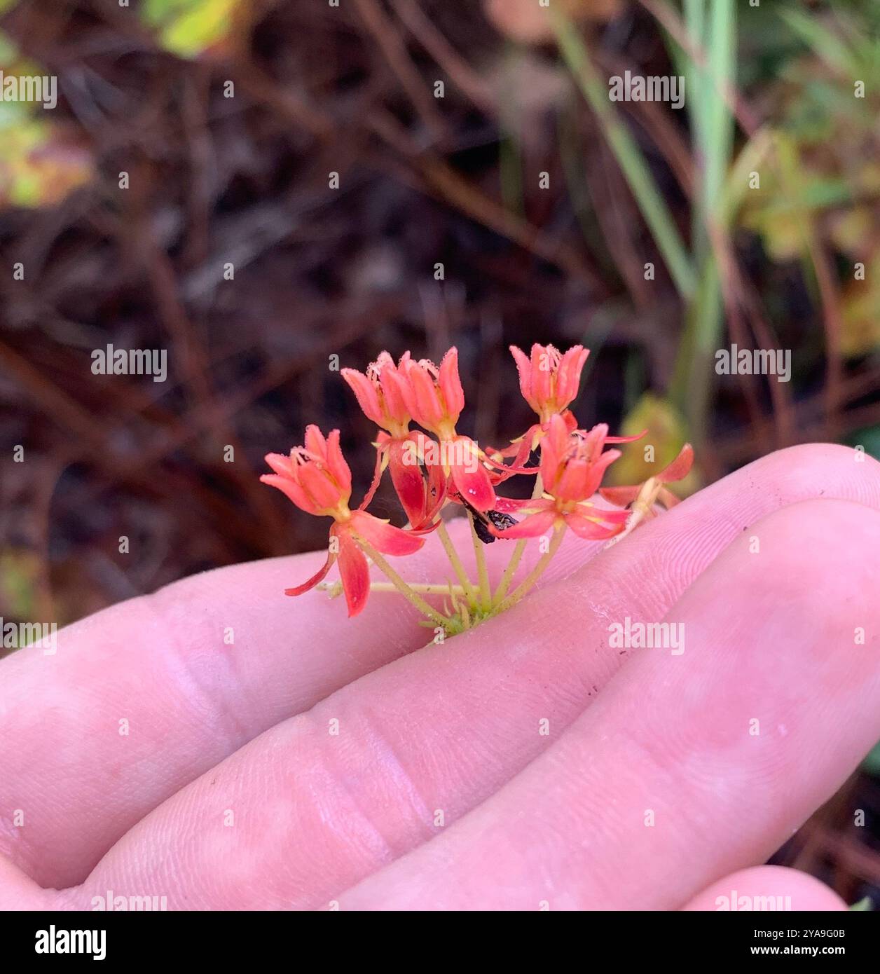 Rolfs' Milkweed (Asclepias tuberosa rolfsii) Plantae Stock Photo - Alamy