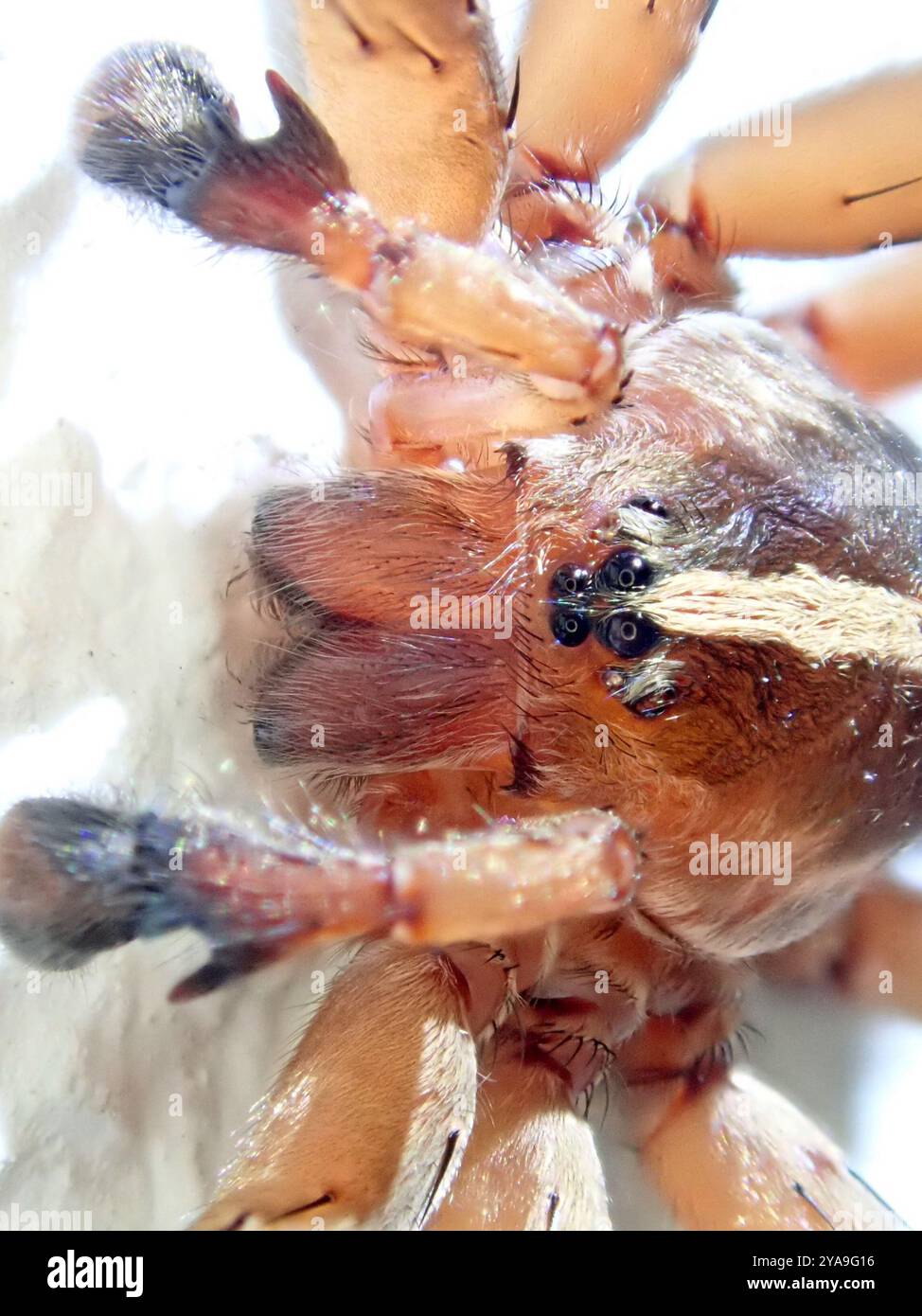 Wandering Spiders (Ctenidae) Arachnida Stock Photo - Alamy