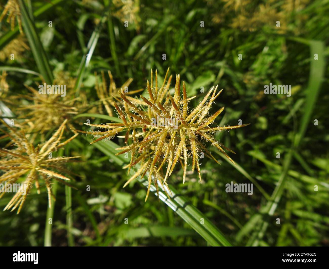 yellow nutsedge (Cyperus esculentus) Plantae Stock Photo - Alamy