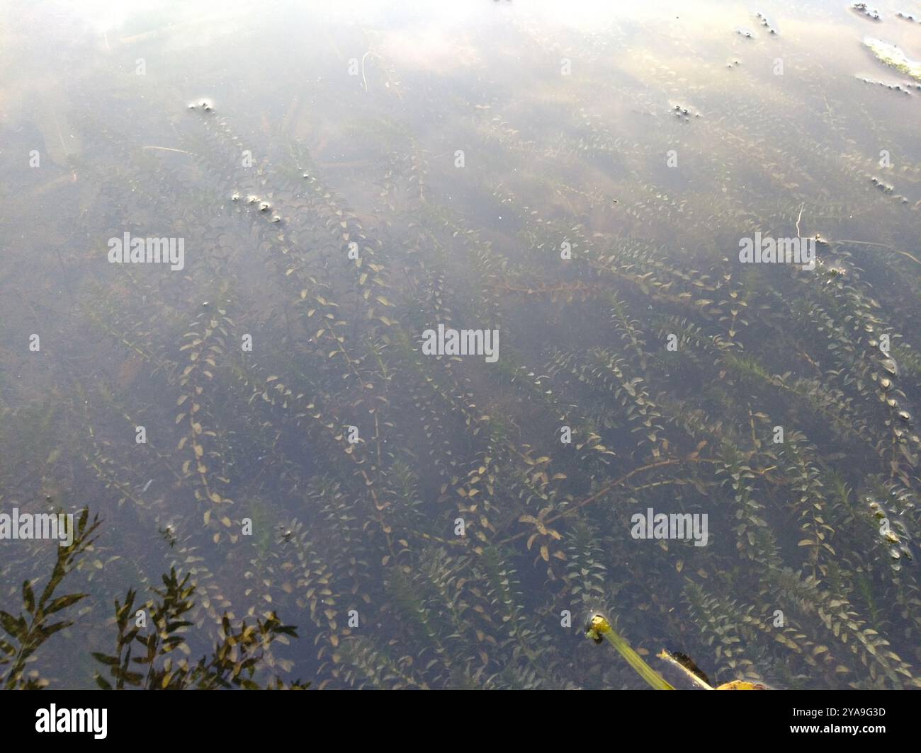 Canadian Waterweed (Elodea canadensis) Plantae Stock Photo - Alamy