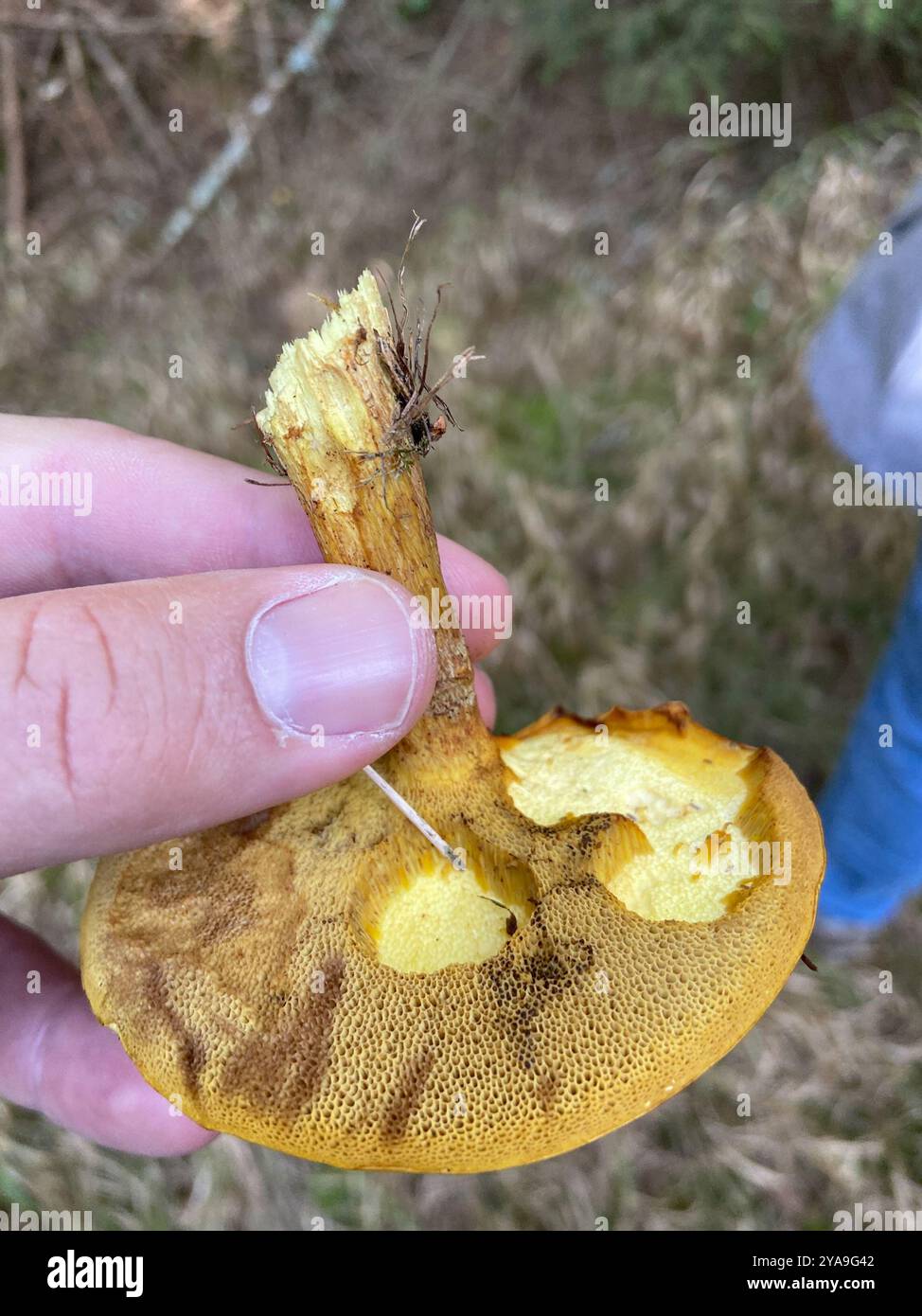 Larch Bolete (Suillus grevillei) Fungi Stock Photo - Alamy