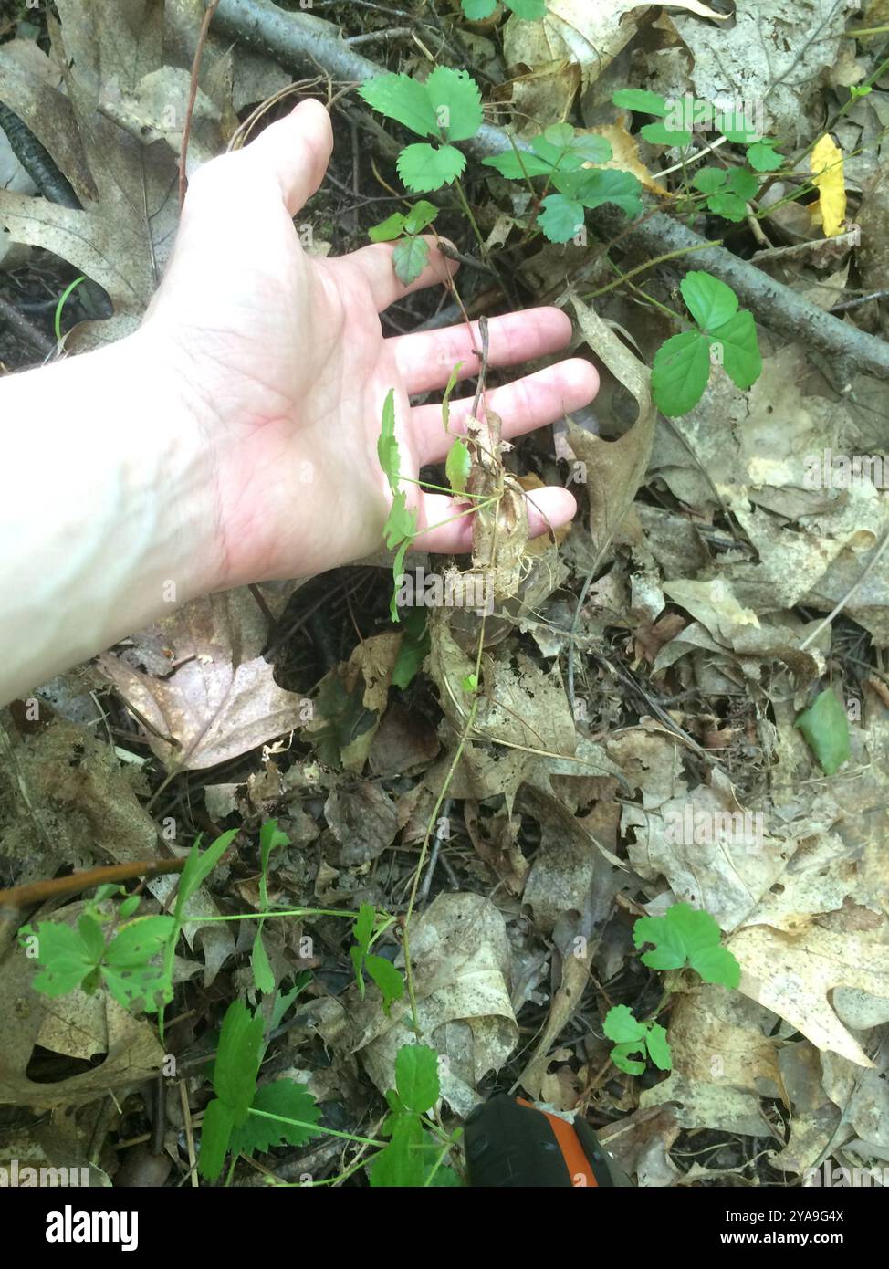 swamp dewberry (Rubus hispidus) Plantae Stock Photo - Alamy