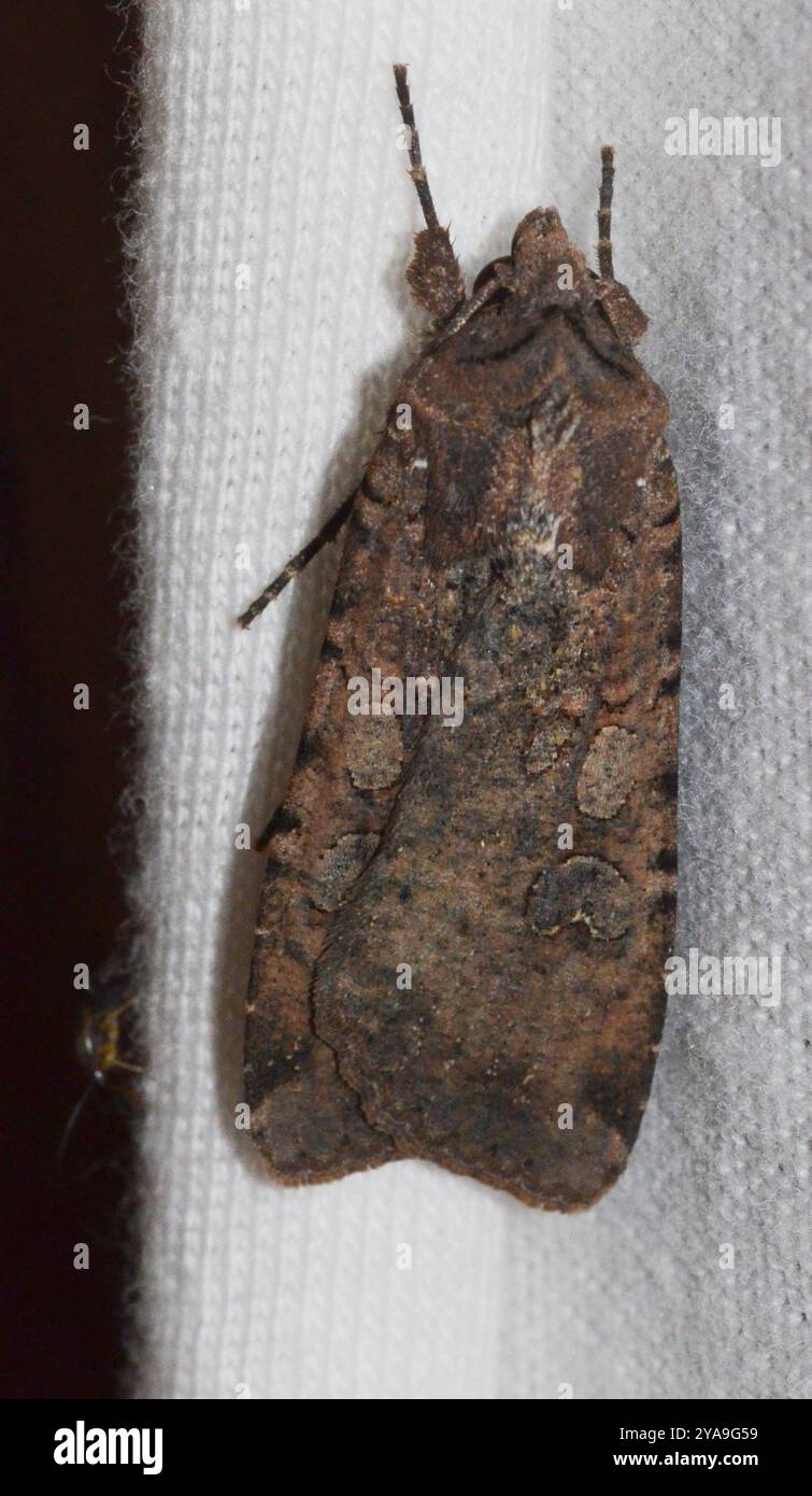 Variegated Cutworm Moth (Peridroma saucia) Insecta Stock Photo - Alamy