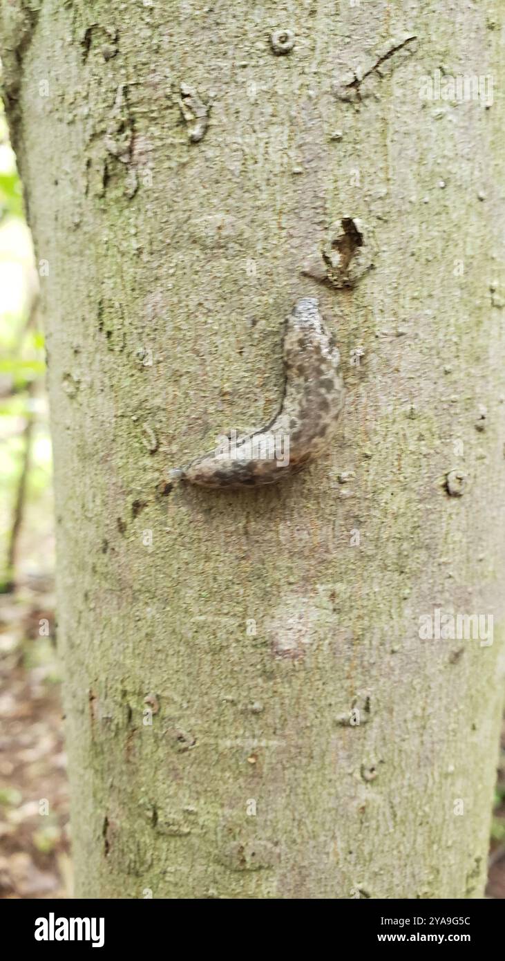 Changeable Mantleslug (Megapallifera mutabilis) Mollusca Stock Photo ...