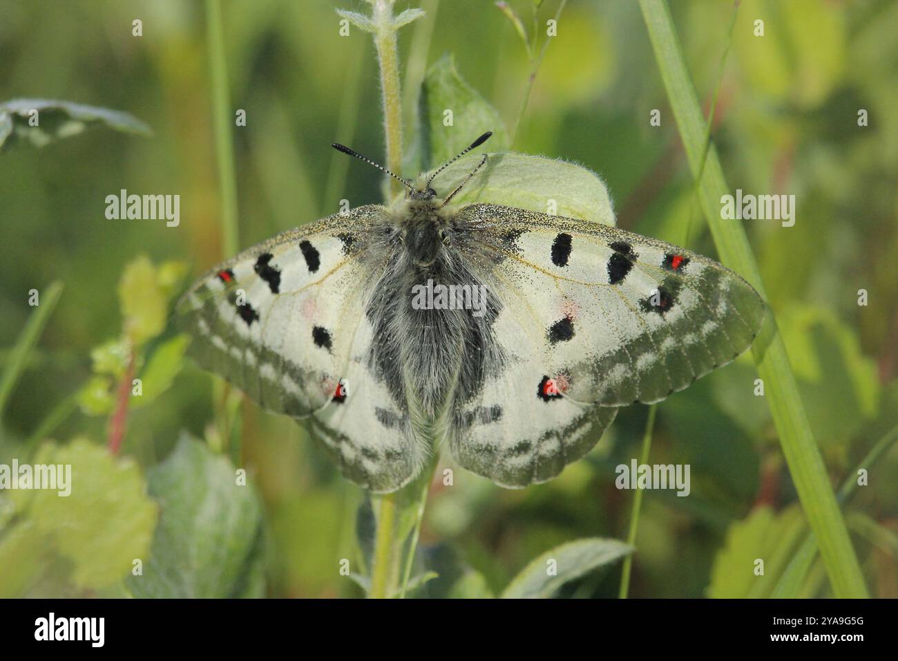 Phoebus Apollo (Parnassius phoebus) Insecta Stock Photo - Alamy