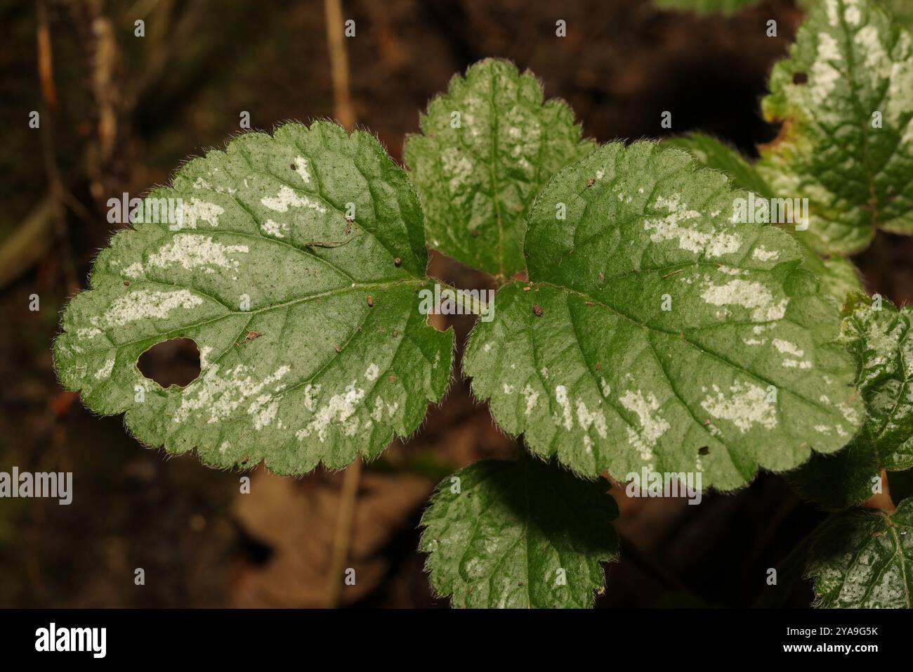 Variegated Yellow Archangel (Lamium galeobdolon argentatum) Plantae ...