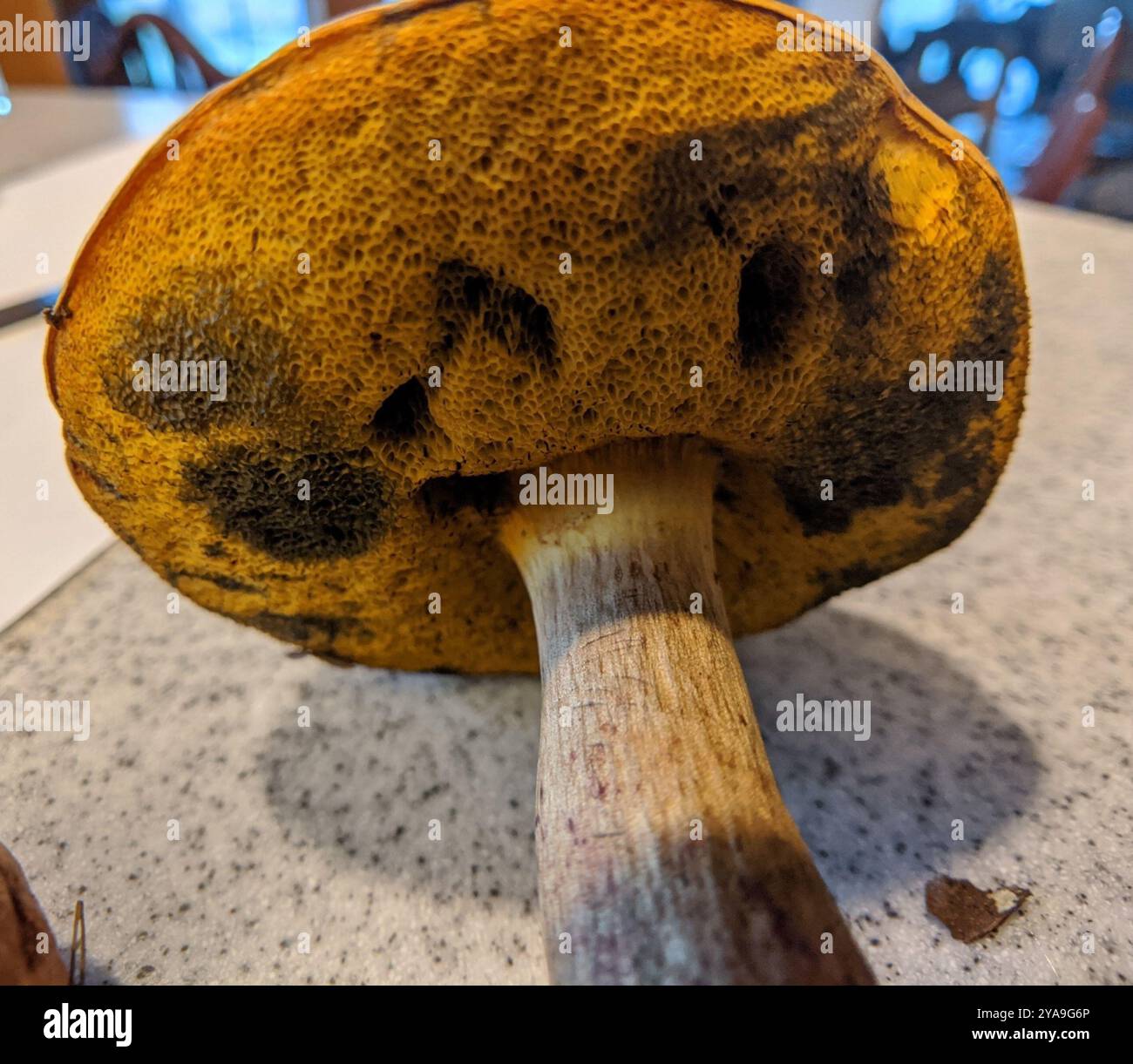 Lurid Bolete (Suillellus luridus) Fungi Stock Photo - Alamy
