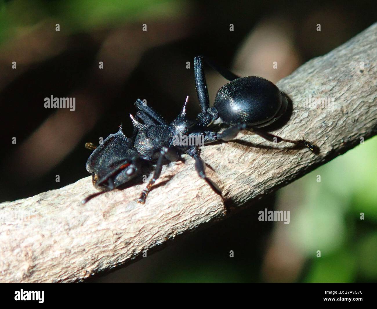 Common Giant Turtle Ant (Cephalotes atratus) Insecta Stock Photo - Alamy