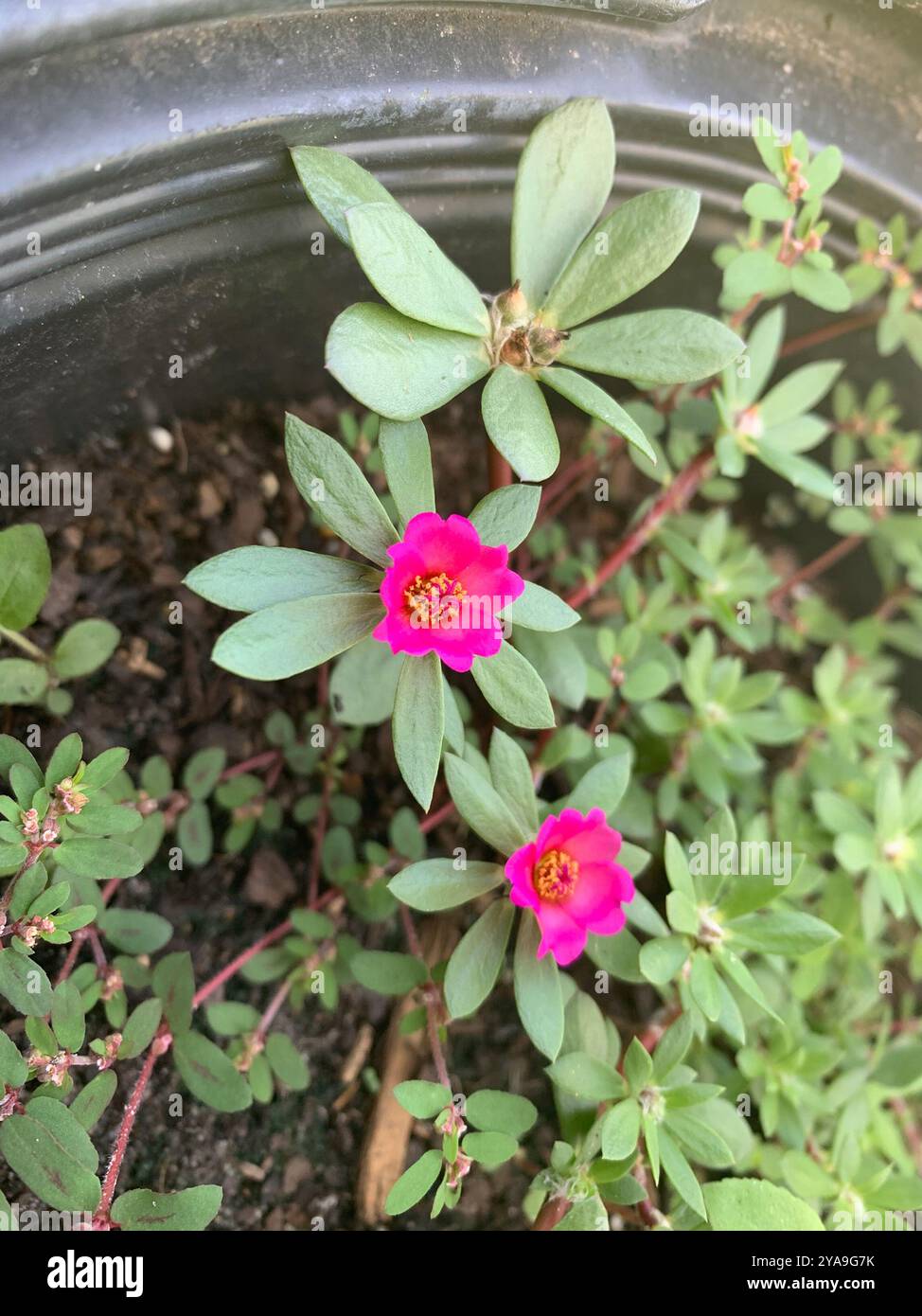 Paraguayan Purslane (Portulaca amilis) Plantae Stock Photo - Alamy