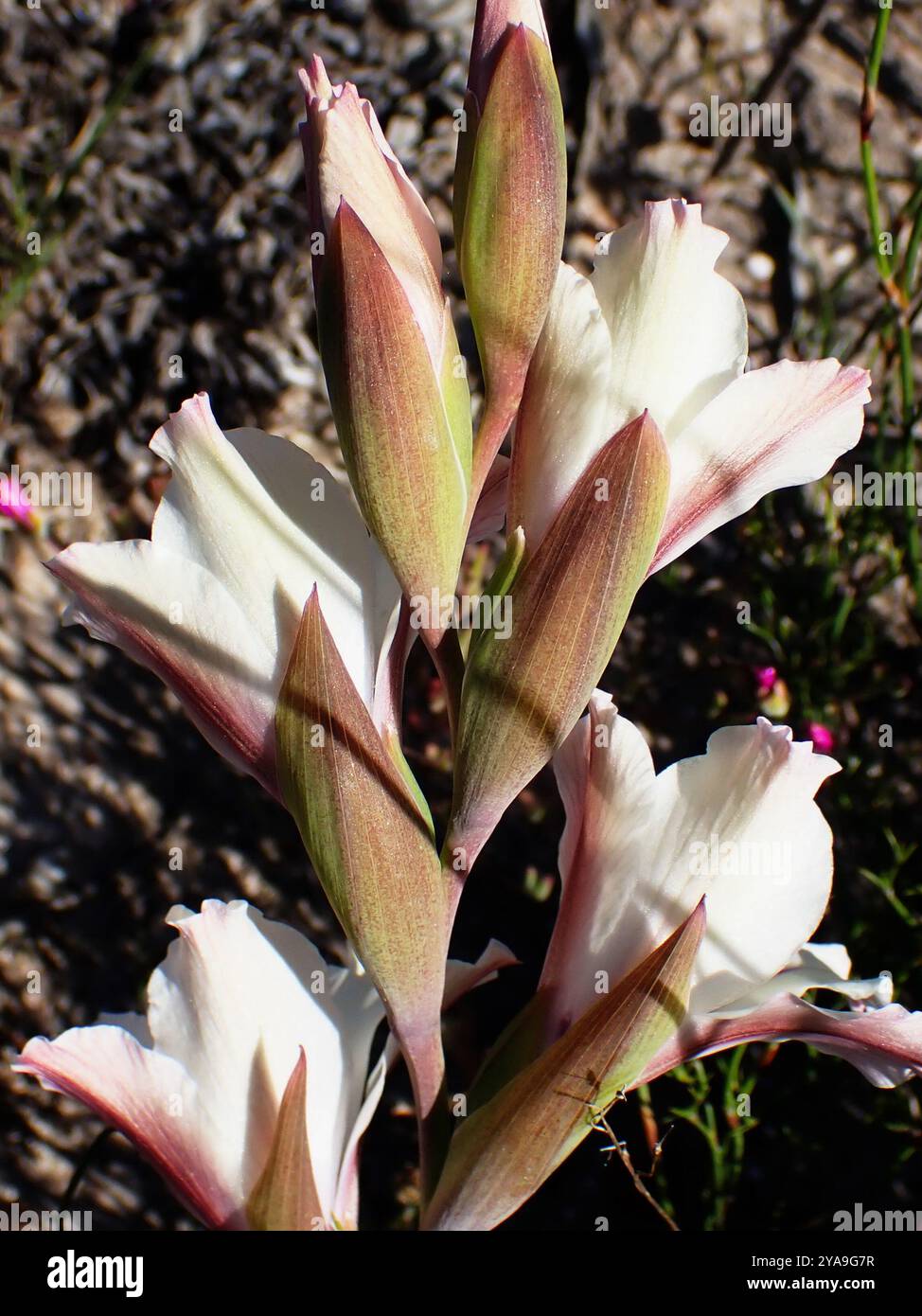 Common Swordlily (Gladiolus floribundus) Plantae Stock Photo - Alamy