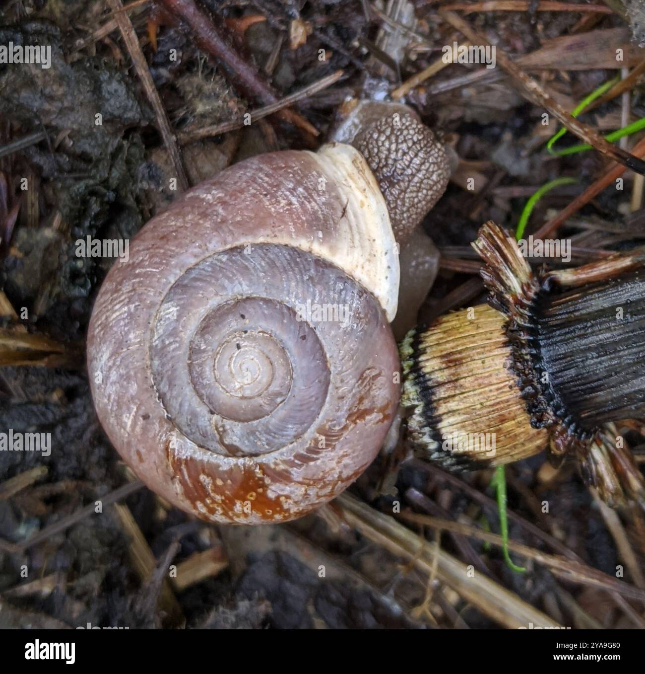 Oregon forestsnail (Allogona townsendiana) Mollusca Stock Photo - Alamy