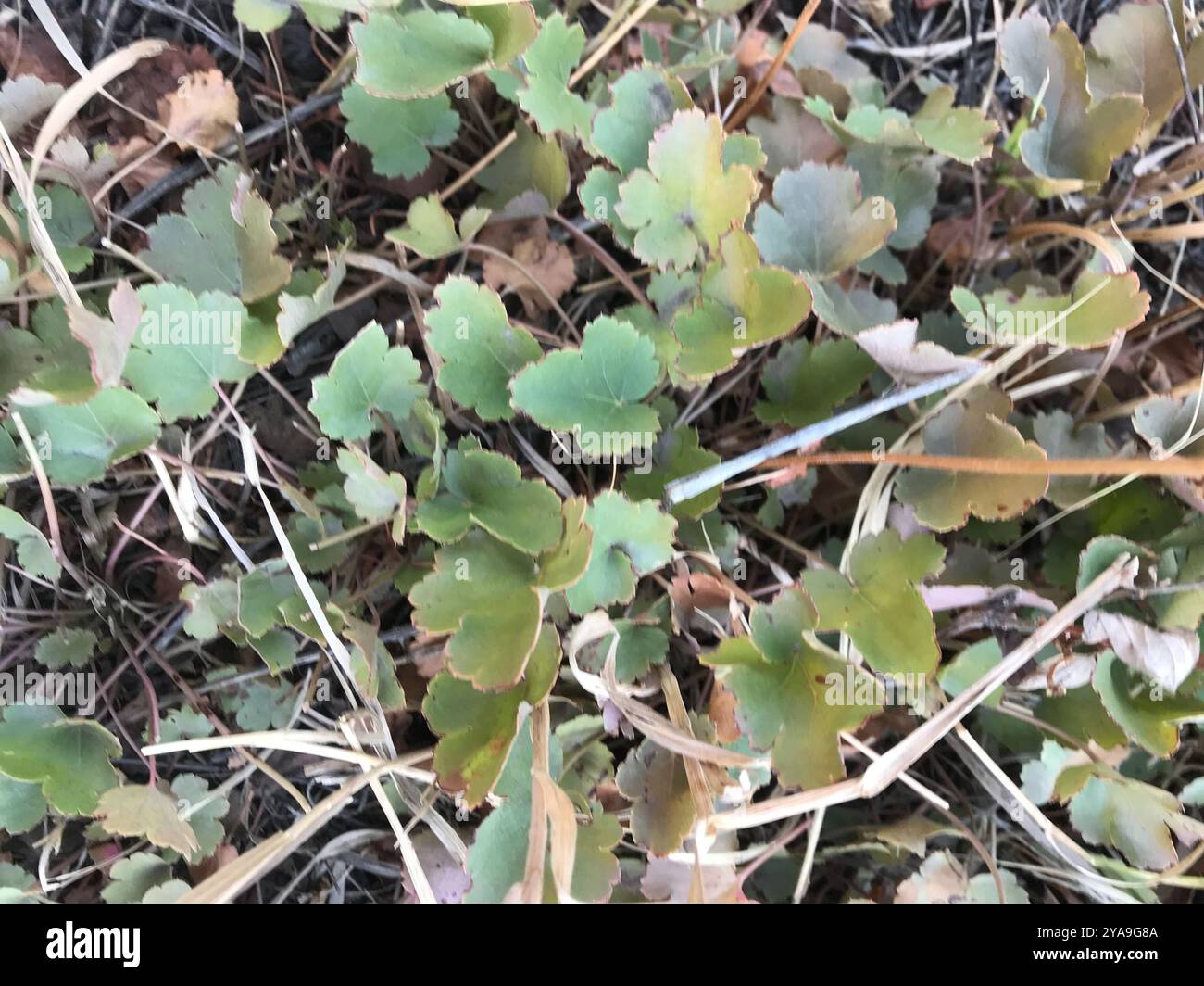 roundleaf alumroot (Heuchera cylindrica) Plantae Stock Photo - Alamy