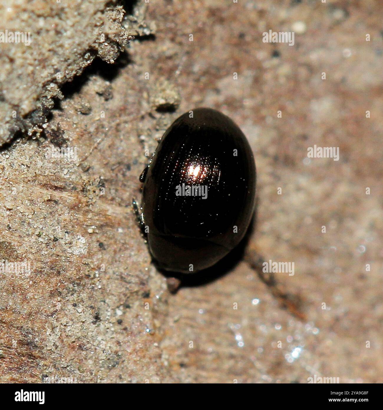 Phaedon hi-res stock photography and images - Alamy