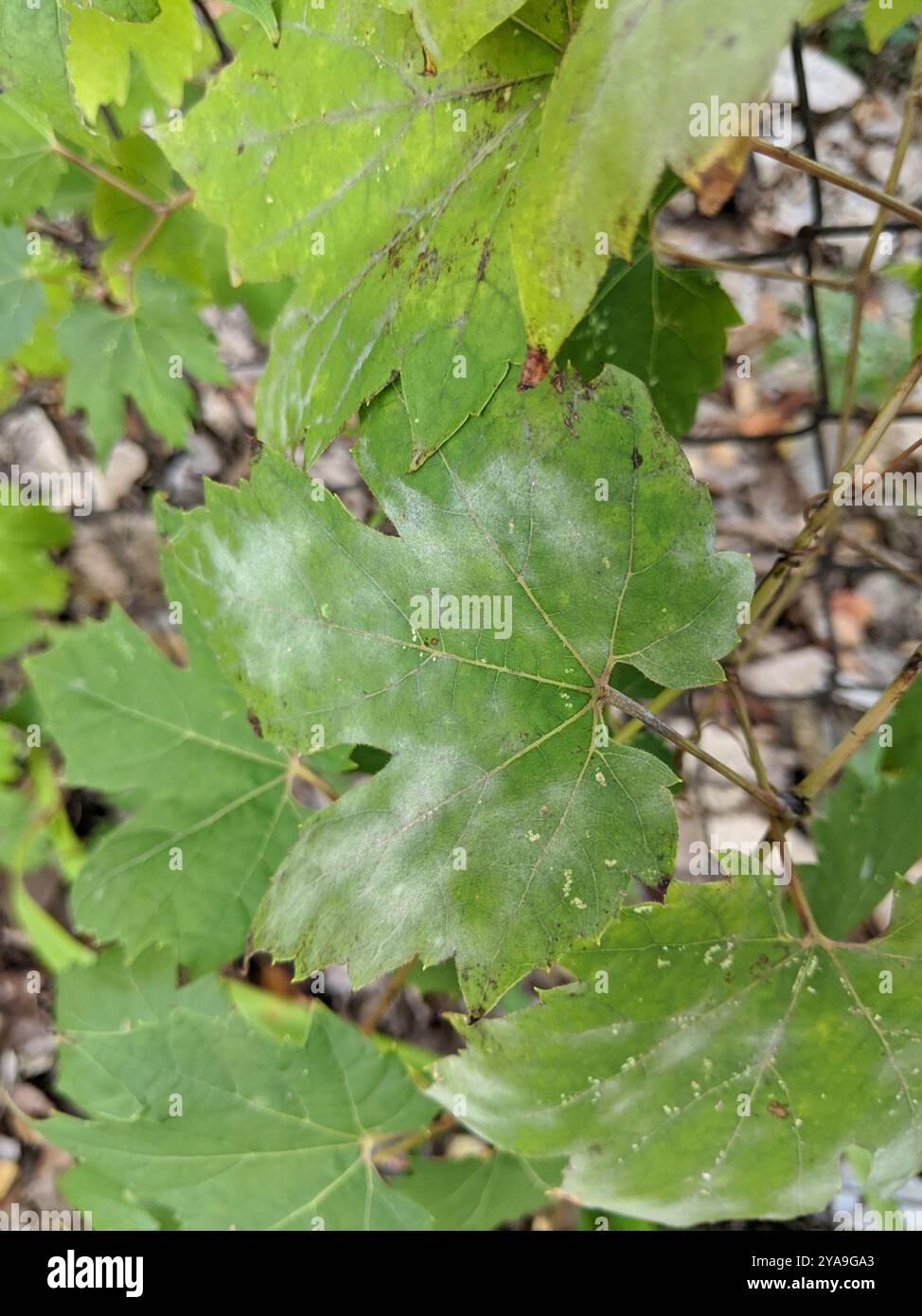 Grape Powdery Mildew (Erysiphe necator) Fungi Stock Photo - Alamy