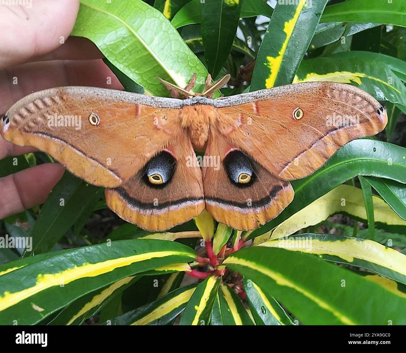 Polyphemus Moth (Antheraea polyphemus) Insecta Stock Photo - Alamy