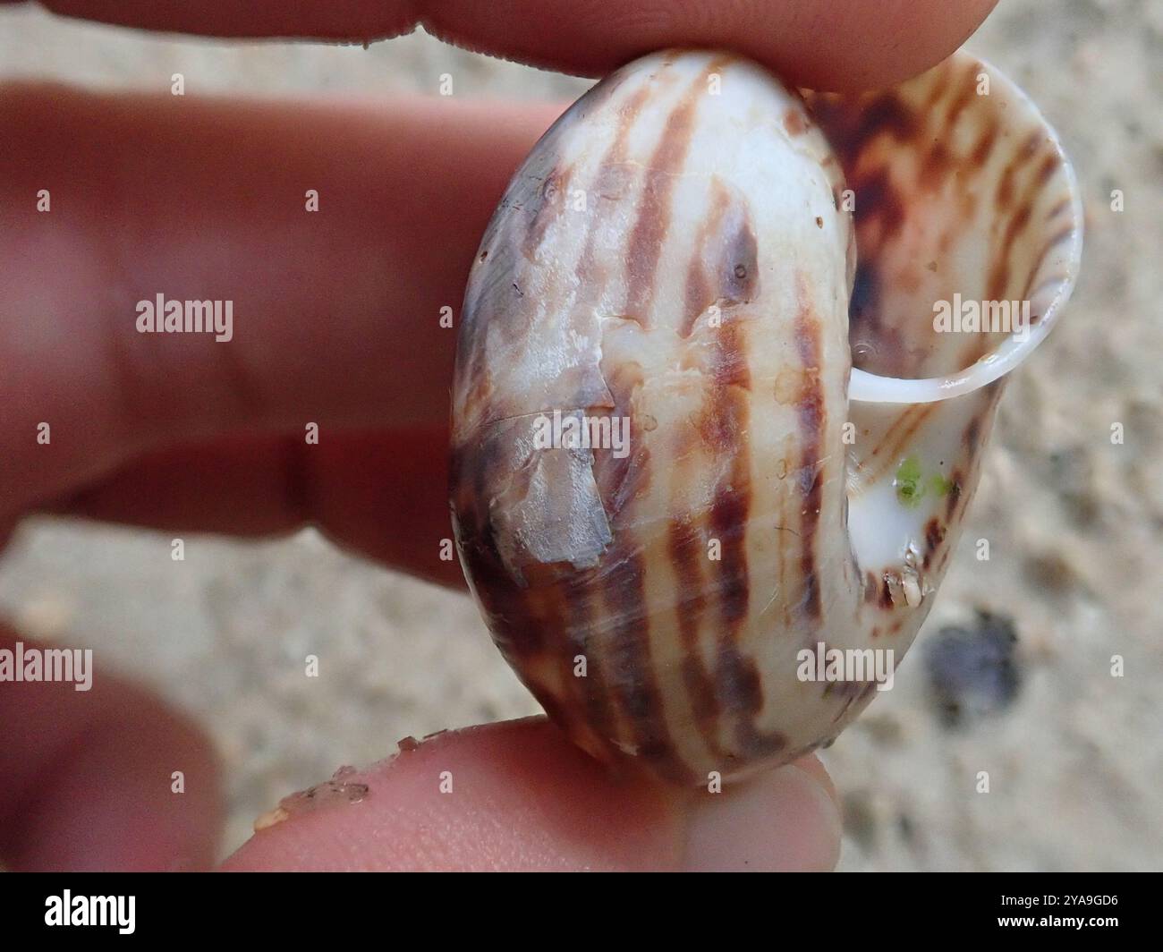 (Solaropsis fairchildi) Mollusca Stock Photo - Alamy