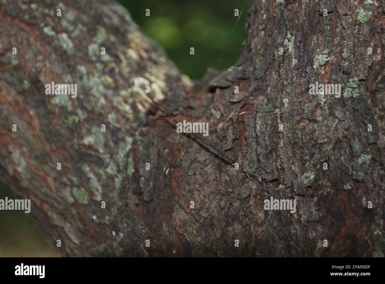 Stick Insects (Phasmida) Insecta Stock Photo - Alamy