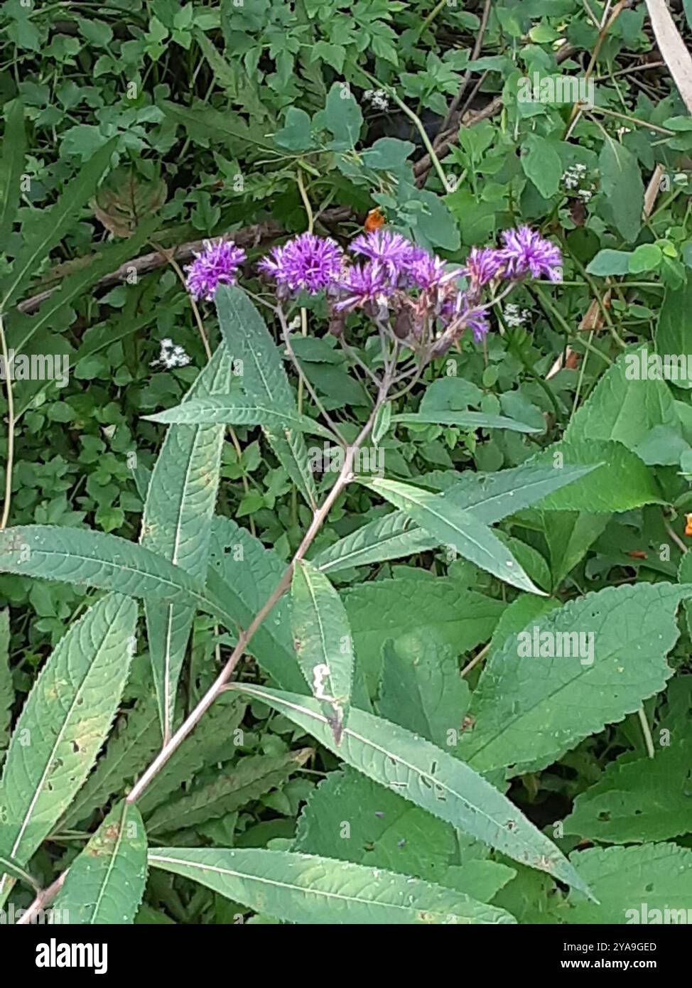 Tall Ironweed (Vernonia gigantea) Plantae Stock Photo - Alamy