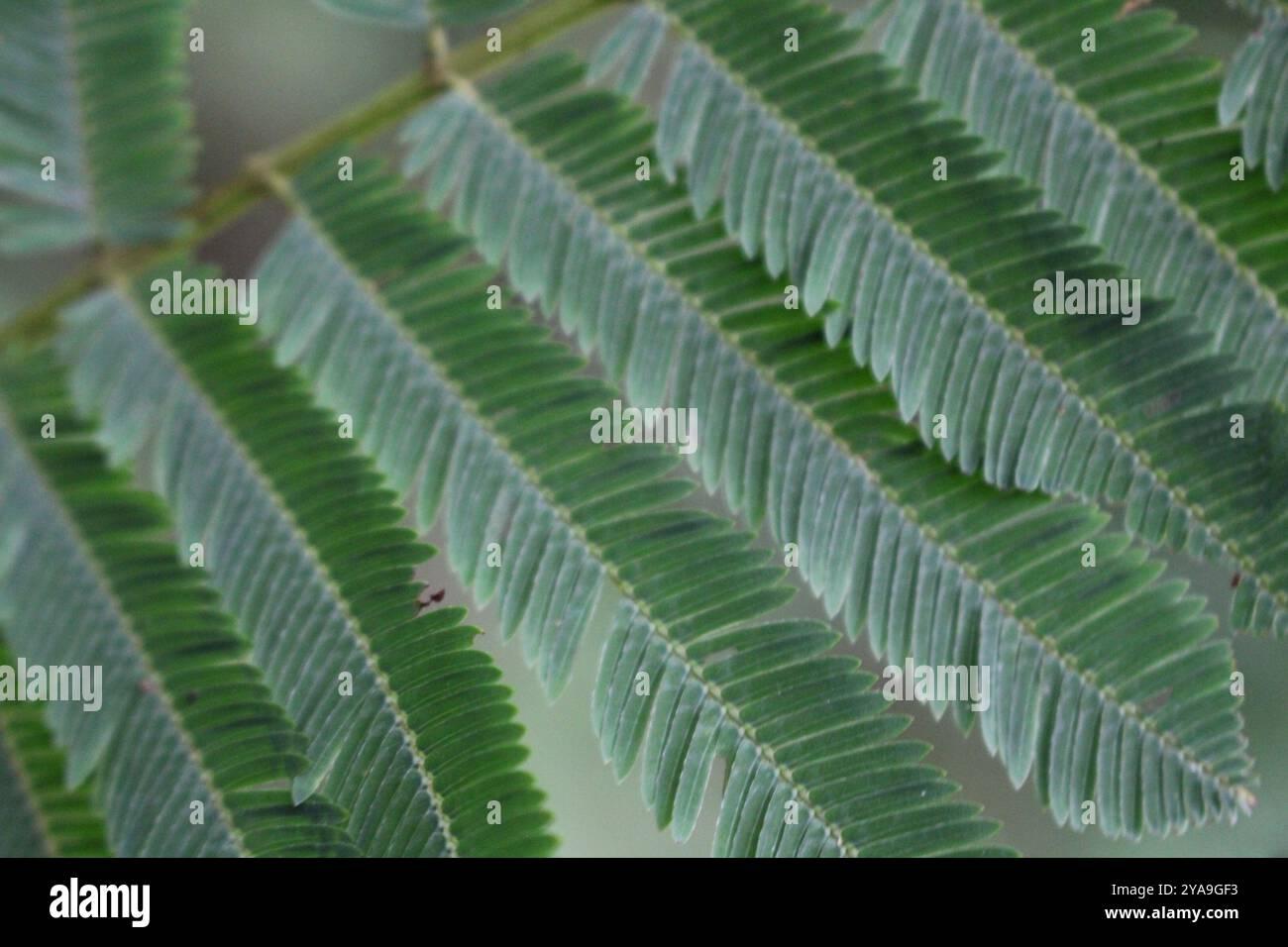 tree calliandra (Calliandra houstoniana) Plantae Stock Photo - Alamy